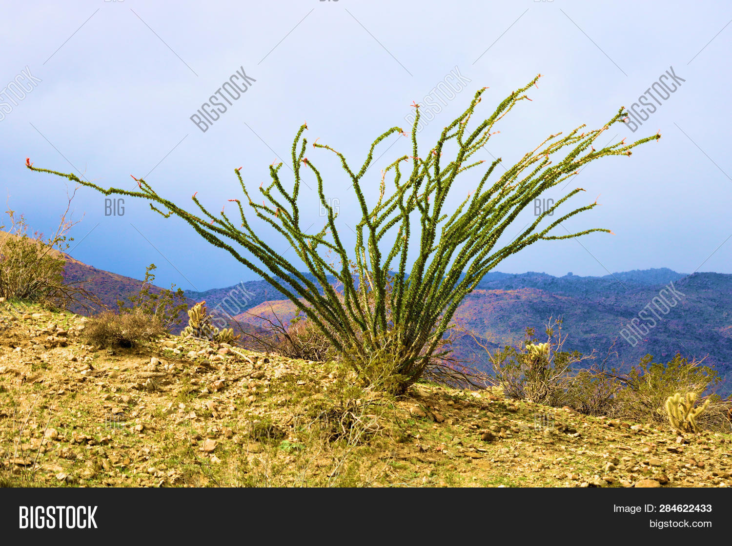 Ocotillo Plant Which Image & Photo (Free Trial) | Bigstock