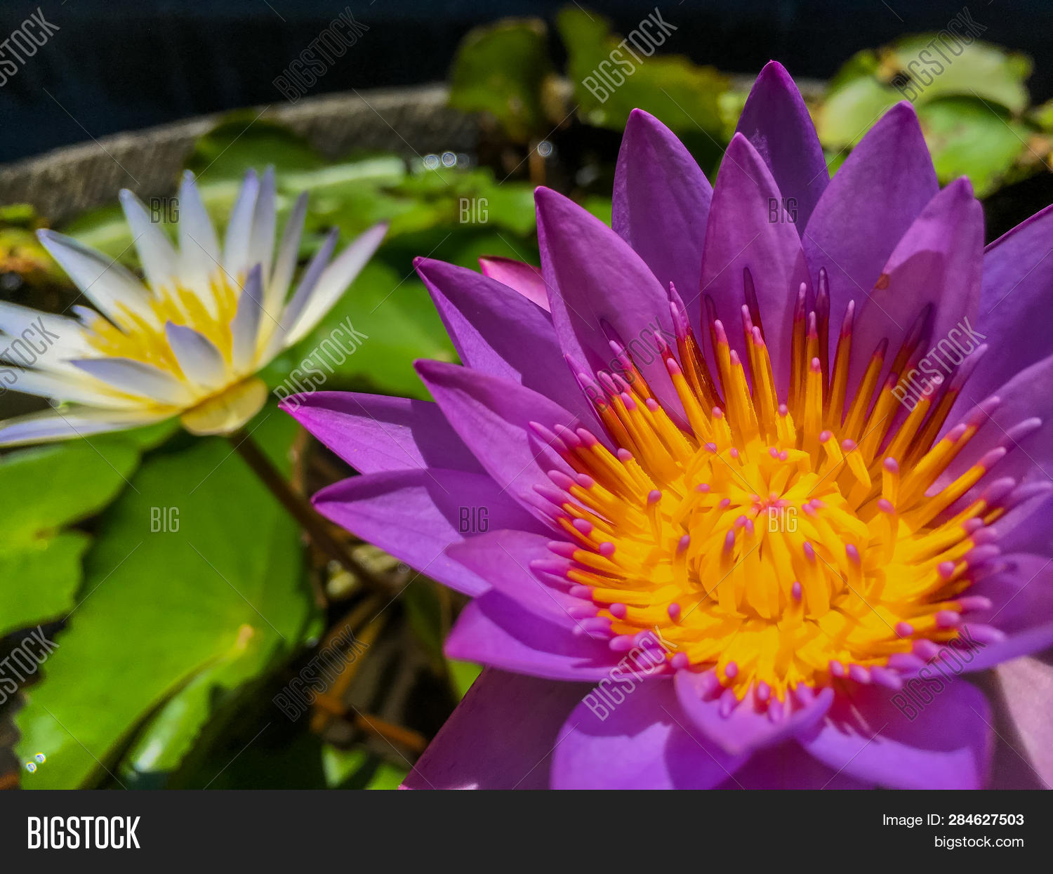 Two Purple Lotus Image & Photo (Free Trial) | Bigstock