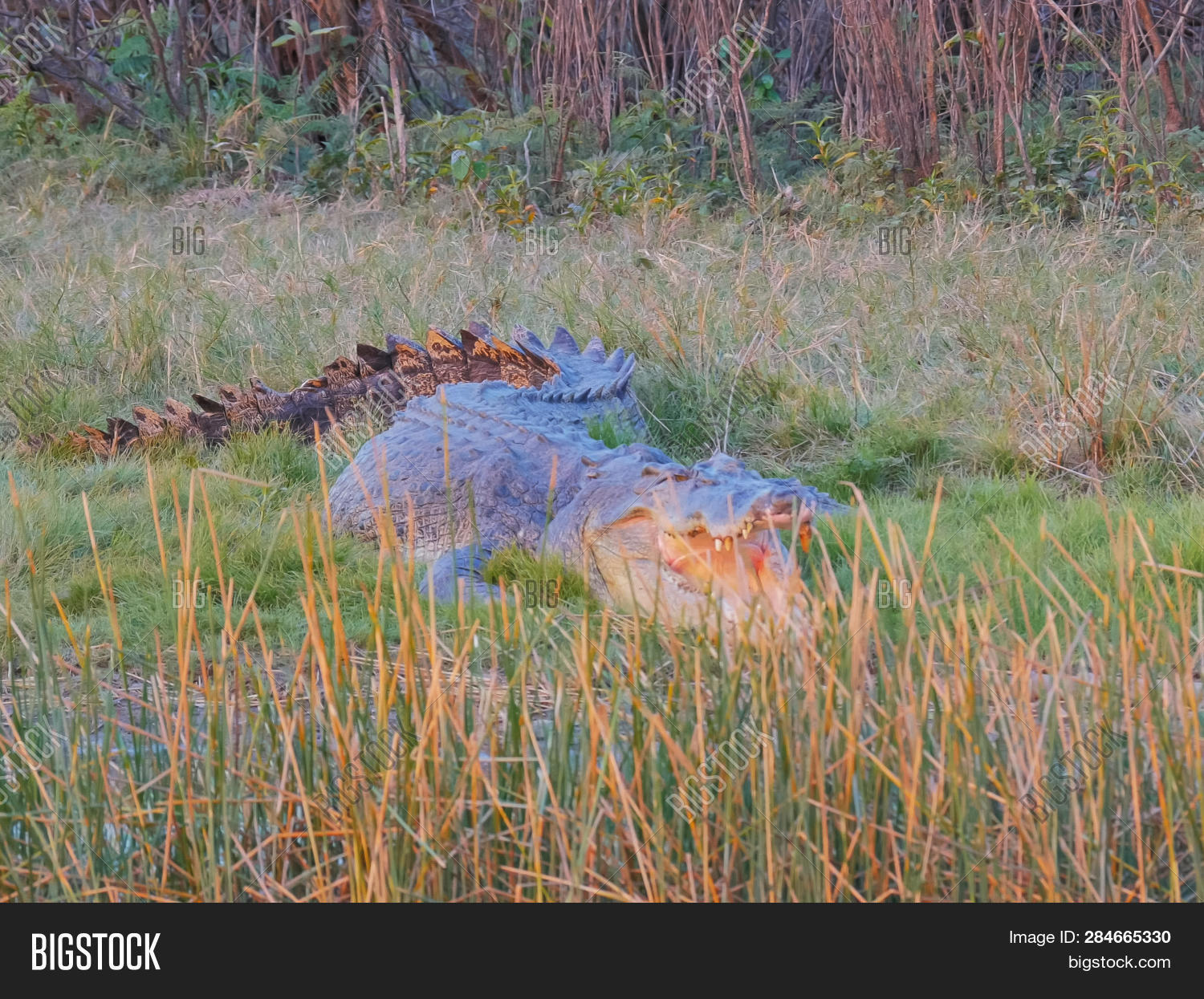 Close Large Estuarine Image & Photo (Free Trial) | Bigstock