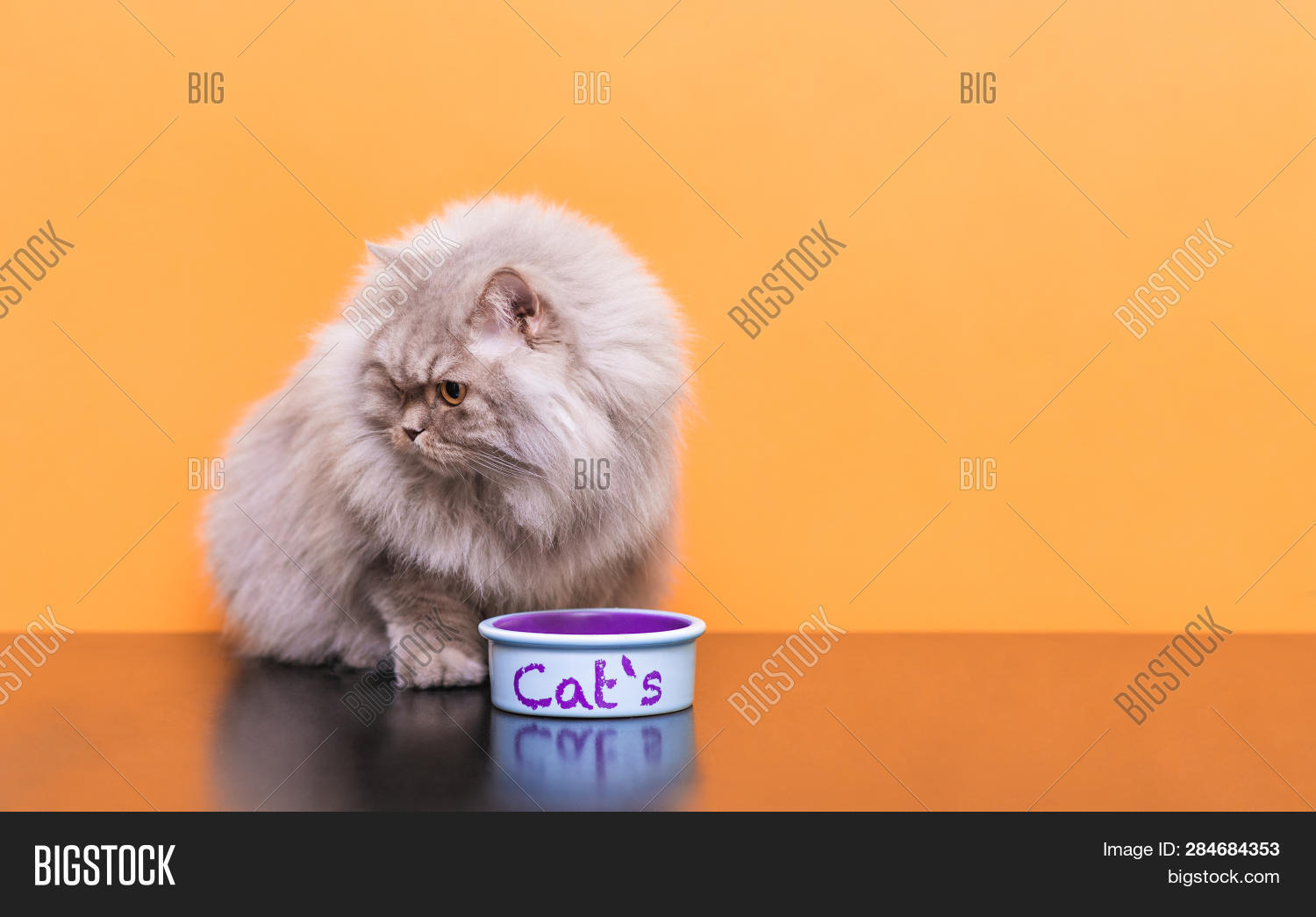 Portrait Fluffy Cat Image & Photo (Free Trial) | Bigstock