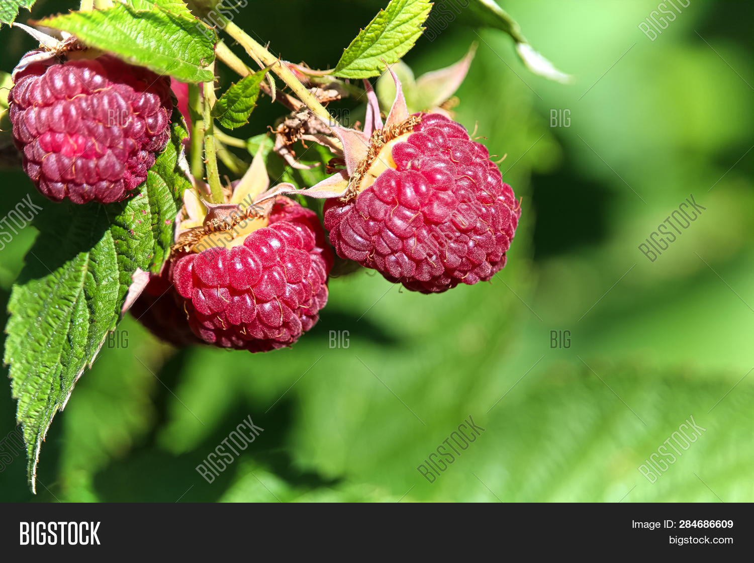 Detailed Background Image & Photo (Free Trial) | Bigstock