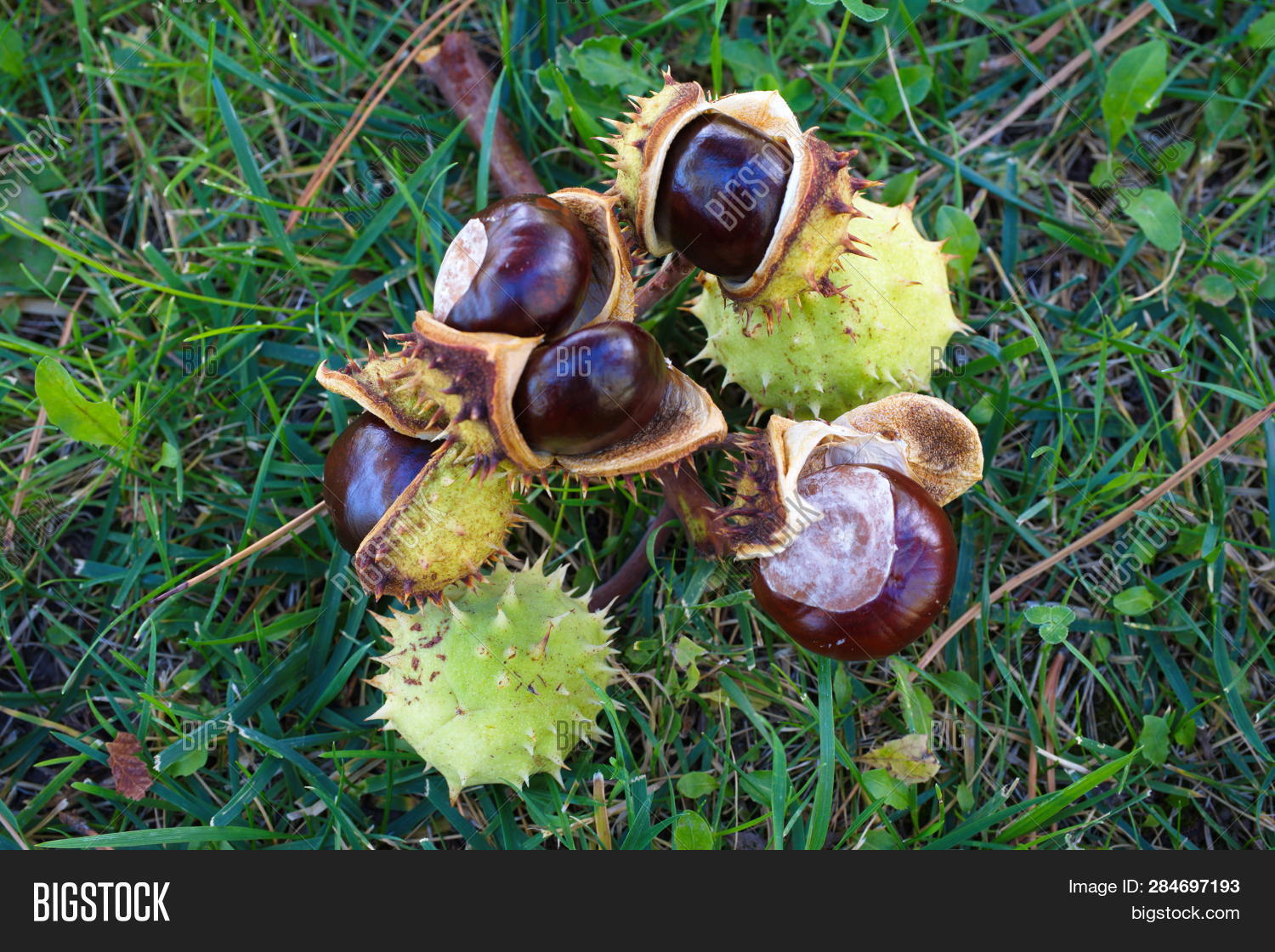Conker. Horse Chestnut Image & Photo (Free Trial) | Bigstock