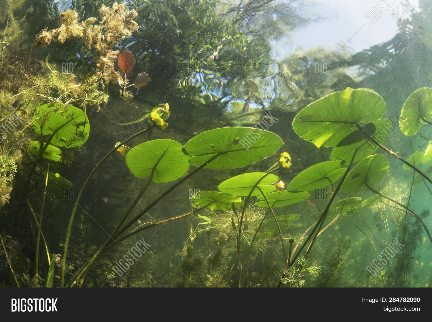 Beautiful Yellow Water Image & Photo (Free Trial) | Bigstock