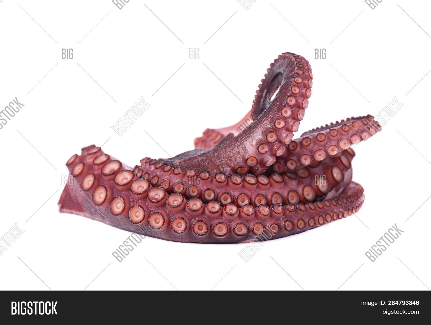 Imagen y foto Fresh Octopus (prueba gratis) | Bigstock