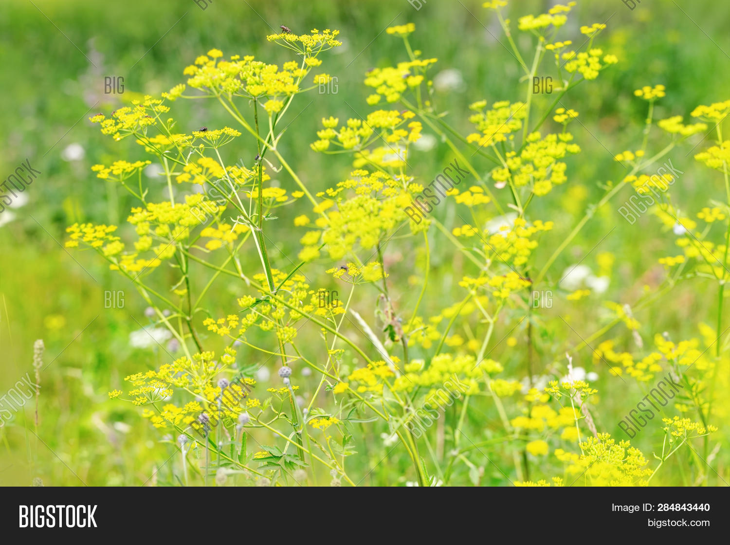 Wild Flowers Yellow Image & Photo (Free Trial) | Bigstock