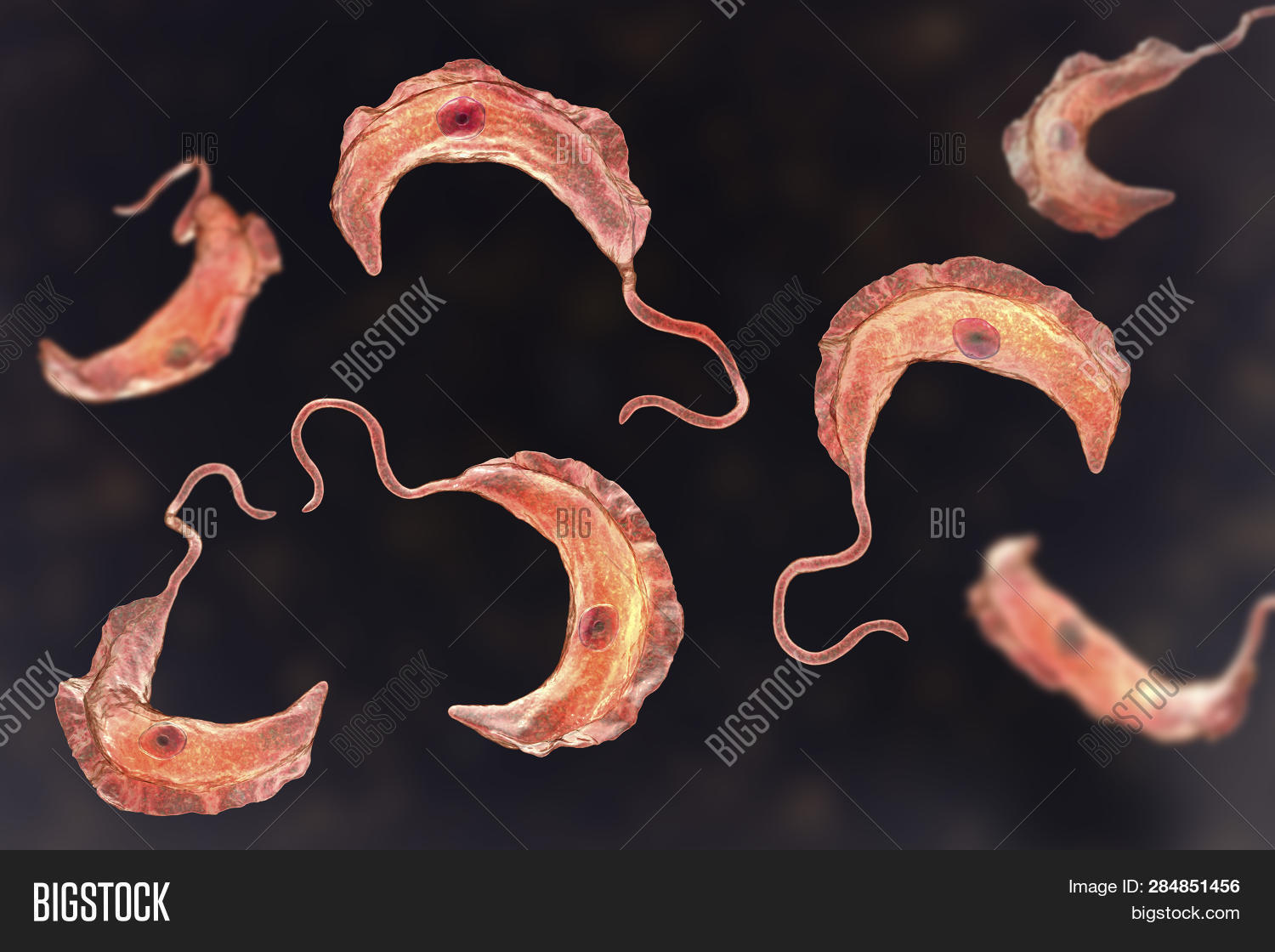 Trypanosoma Brucei Image & Photo (Free Trial) | Bigstock