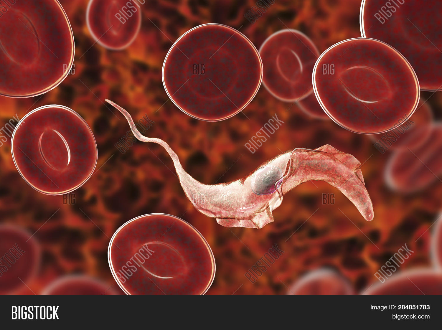 Trypanosoma Cruzi Image & Photo (Free Trial) | Bigstock