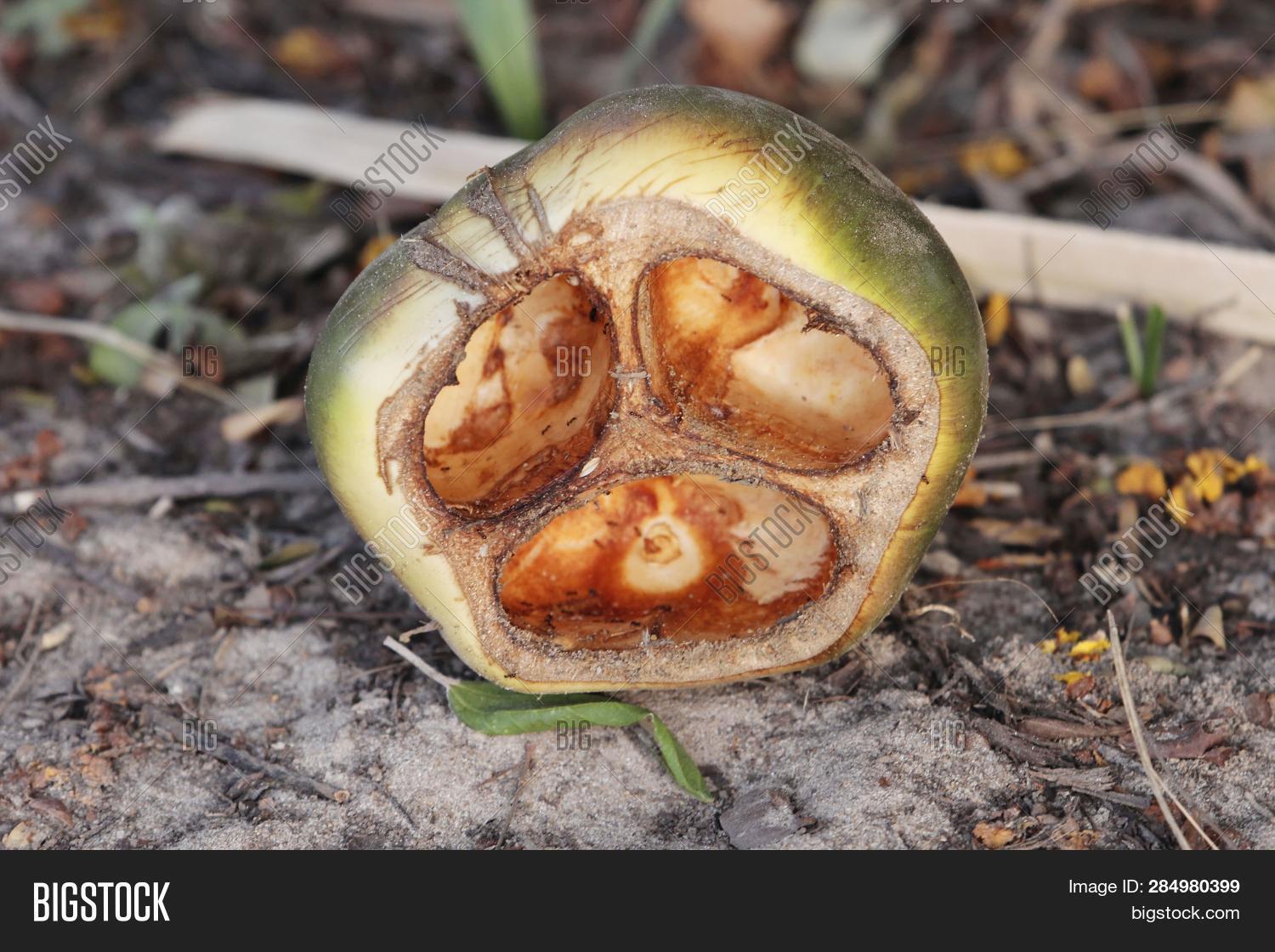 Nut Palmyra Palm ( Image & Photo (Free Trial) | Bigstock