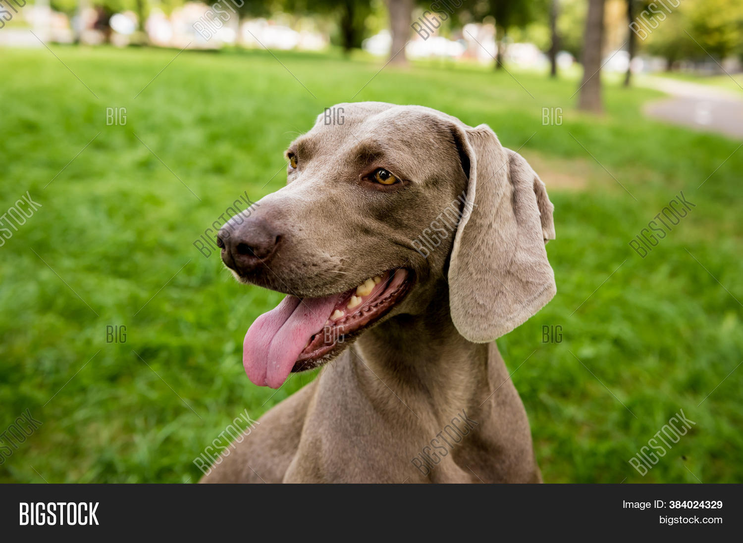 Portrait Cute Image & Photo (Free Trial) | Bigstock