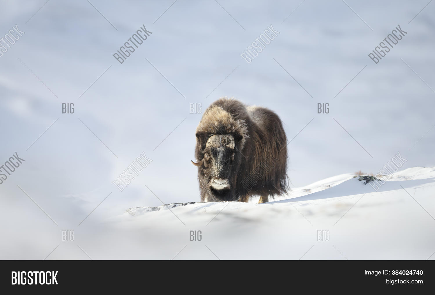 Close Male Musk Ox Image & Photo (Free Trial) | Bigstock