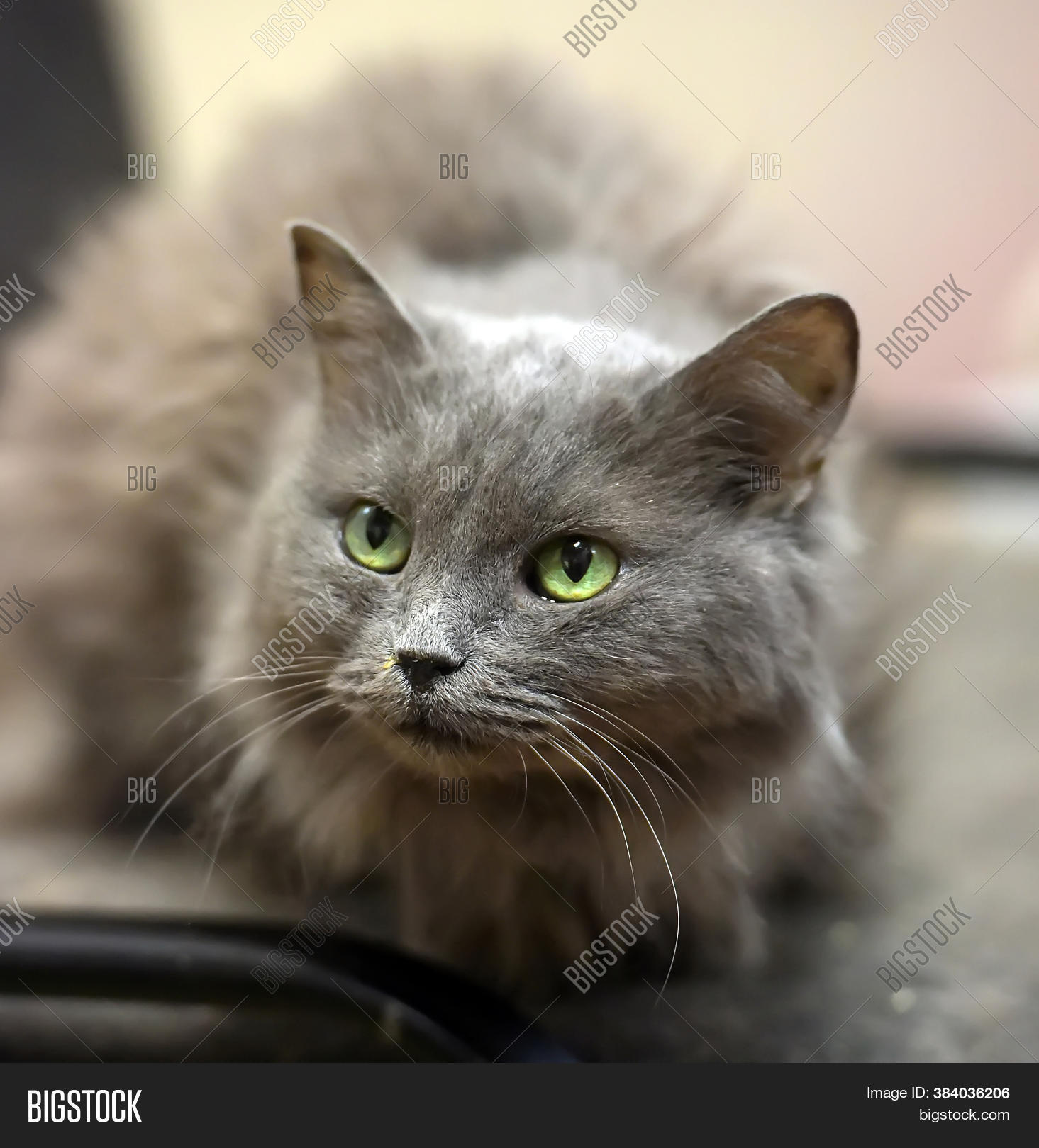 Furry Gray Cat Image & Photo (Free Trial) | Bigstock