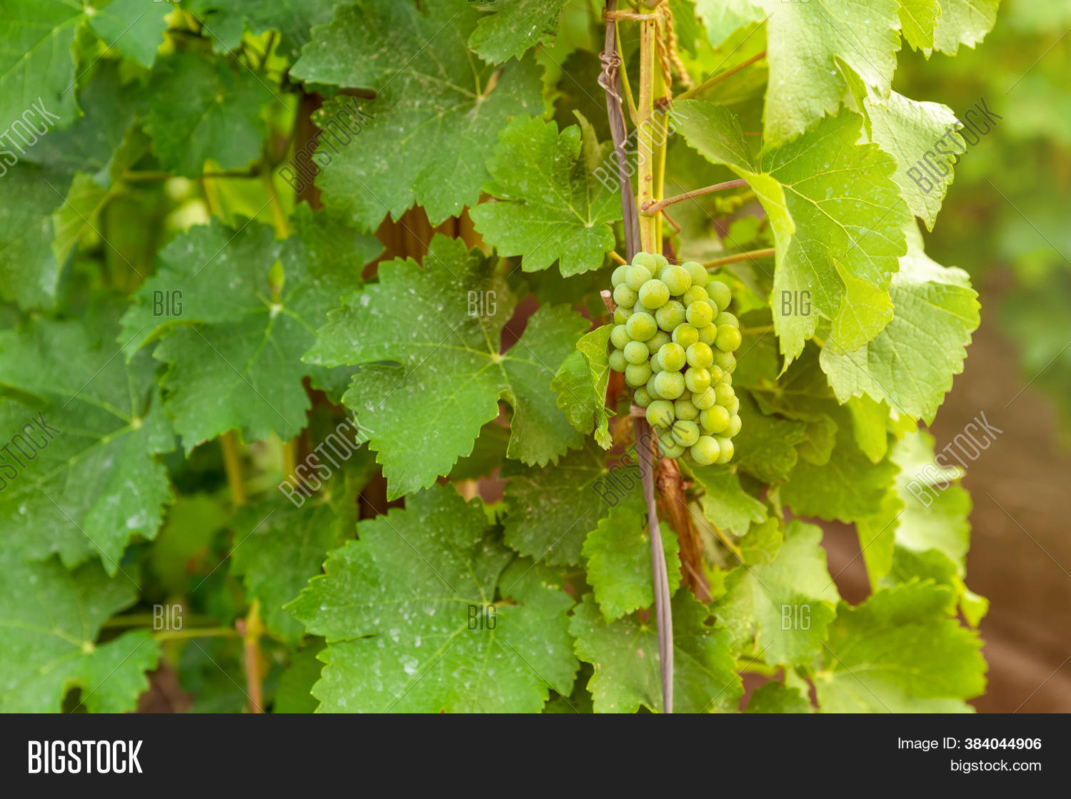 Bunch Grapes Autumn Image & Photo (Free Trial) | Bigstock