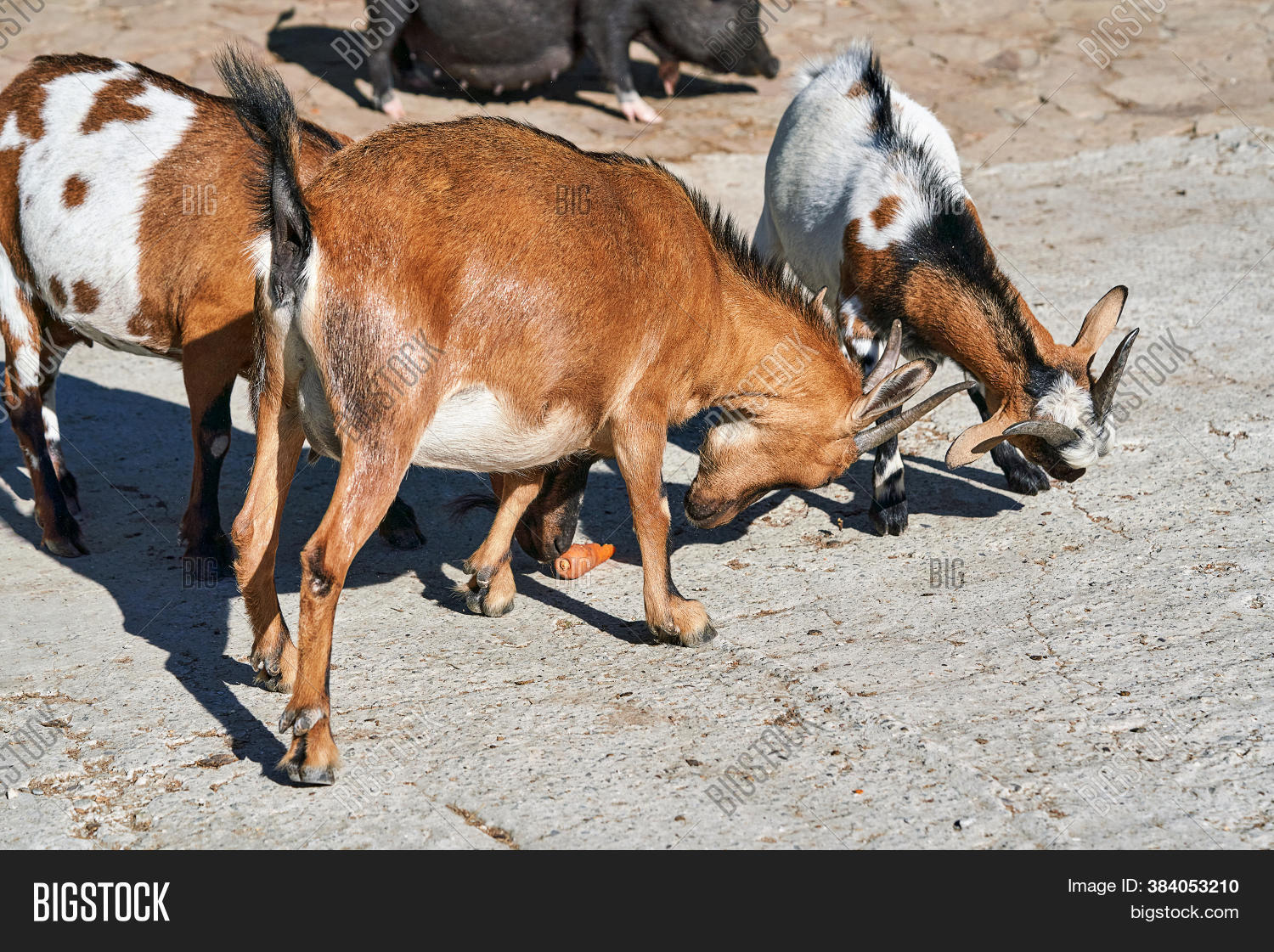 Mountain Goats Bow Image & Photo (Free Trial) | Bigstock
