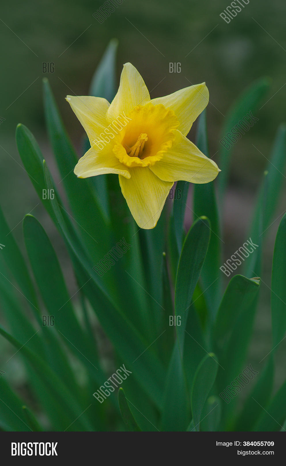 Fresh Yellow Daffodils Image & Photo (Free Trial) | Bigstock