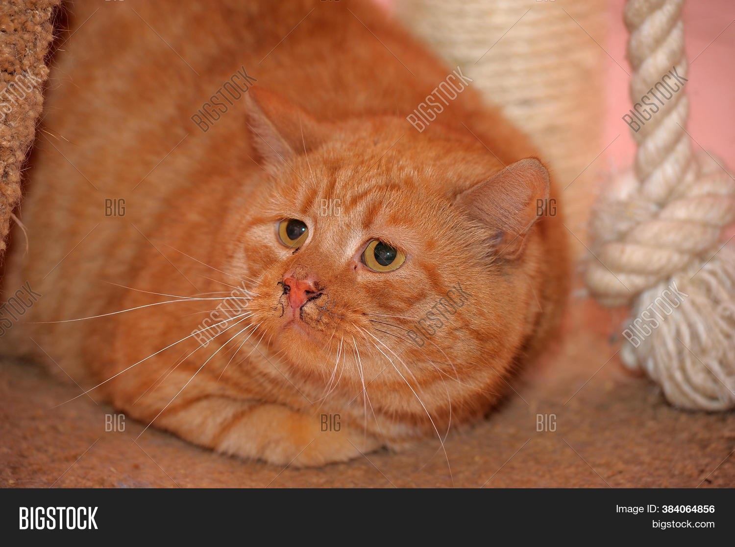 Sad Big Red Fat Cat. Image & Photo (Free Trial) | Bigstock