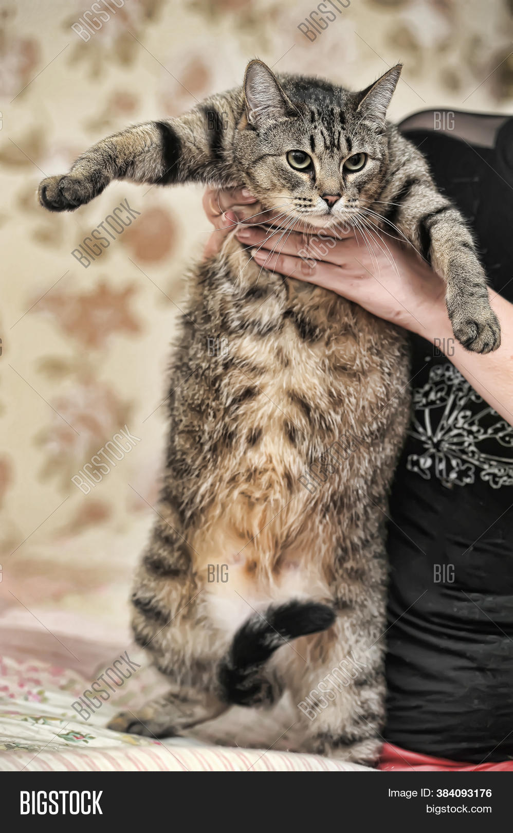 Fat Tabby Cat Hands Image & Photo (Free Trial) | Bigstock