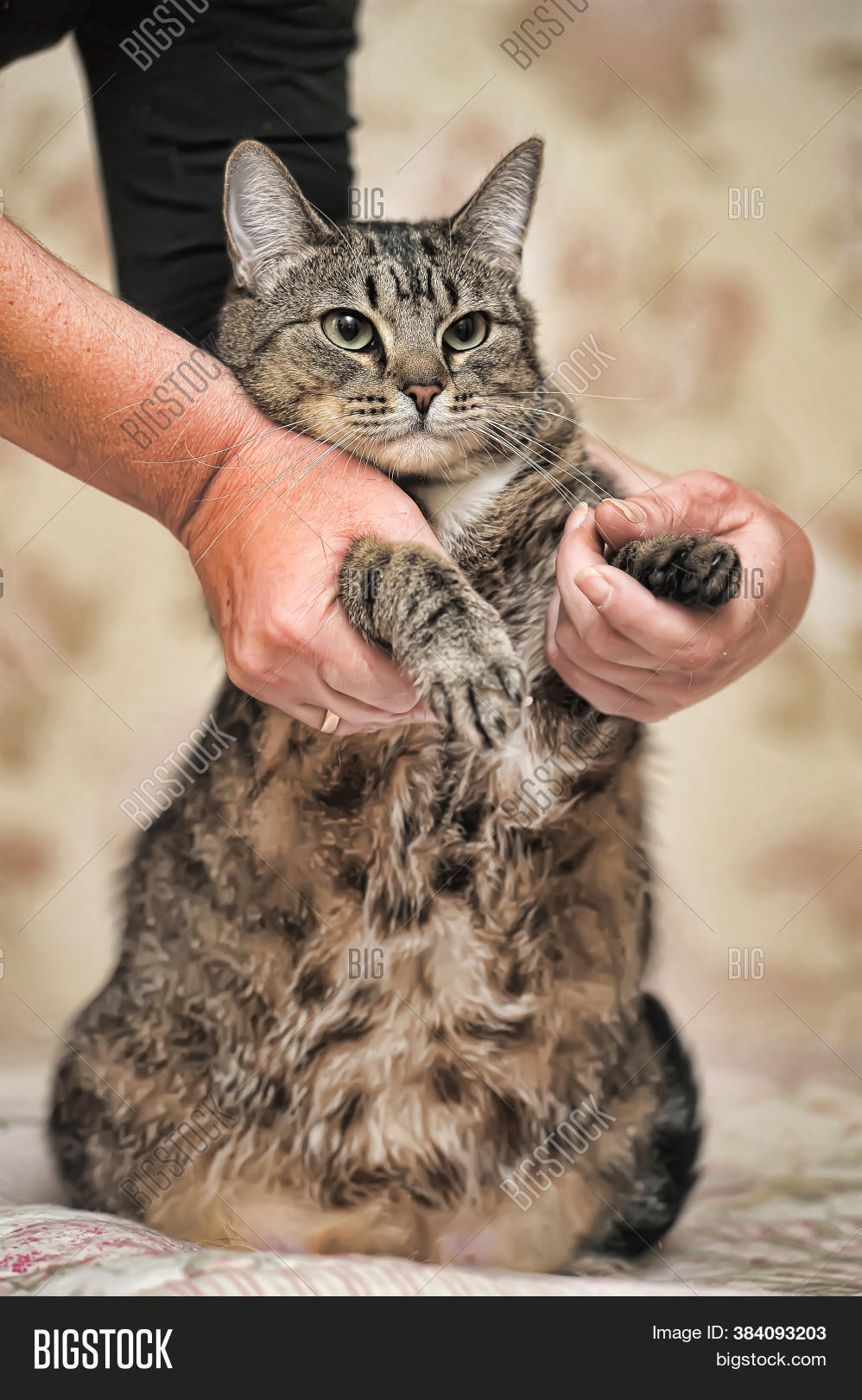 Fat Tabby Cat Hands Image & Photo (Free Trial) | Bigstock