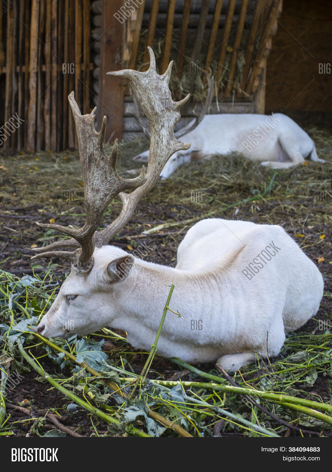 White Fallow Deer
