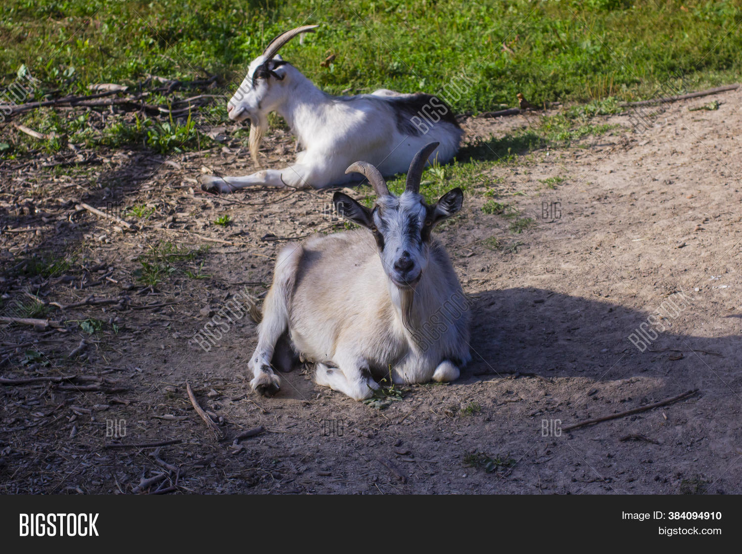 Two Goats Bask Sun. Image & Photo (Free Trial) | Bigstock
