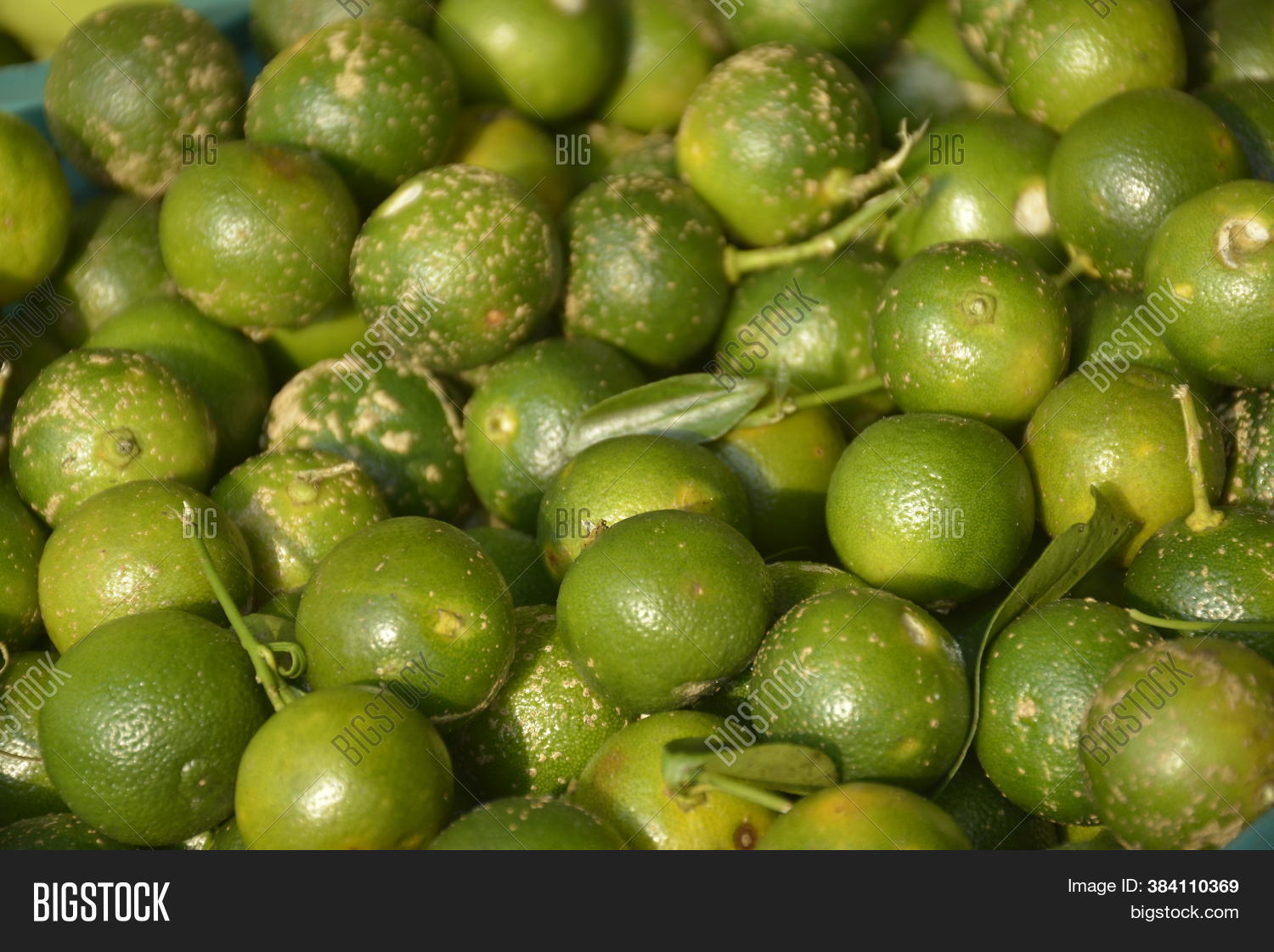 Calamondin Calamansi Image & Photo (Free Trial) | Bigstock