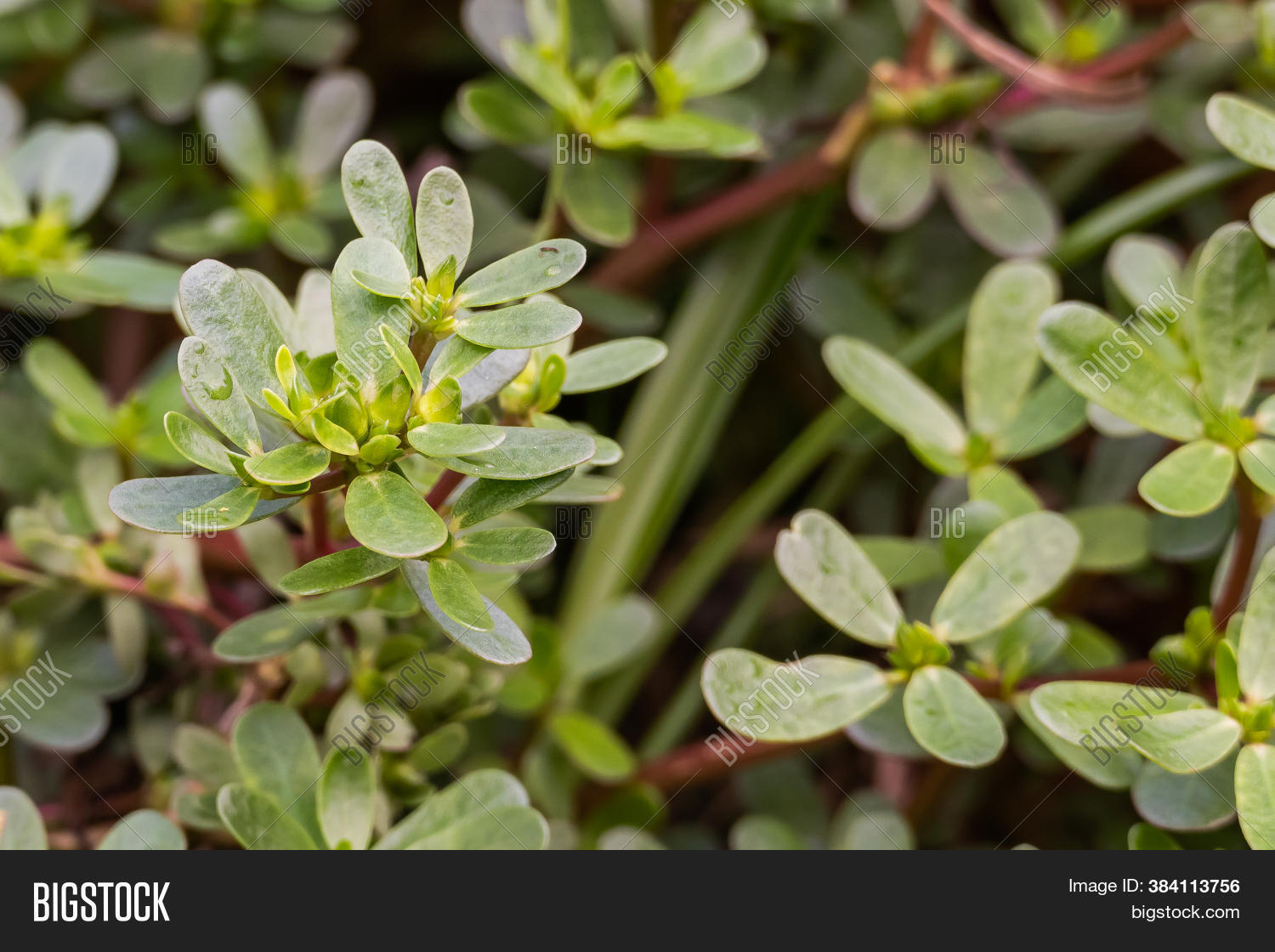 Purslane Plant Image & Photo (Free Trial) | Bigstock
