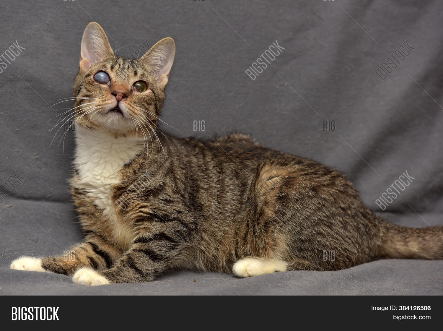 Tabby Cat Cataracts Image & Photo (Free Trial) | Bigstock