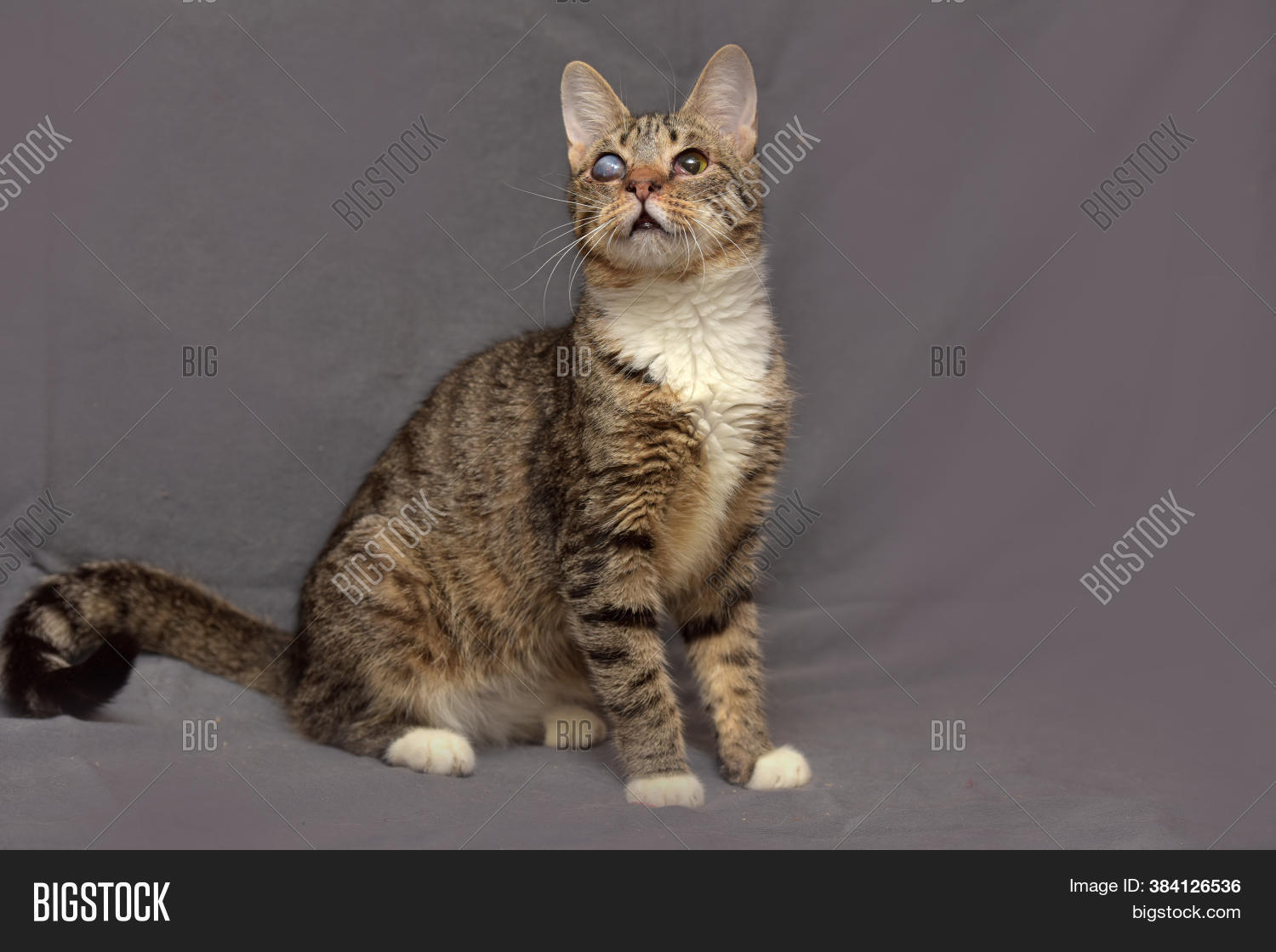 Tabby Cat Cataracts Image & Photo (Free Trial) | Bigstock