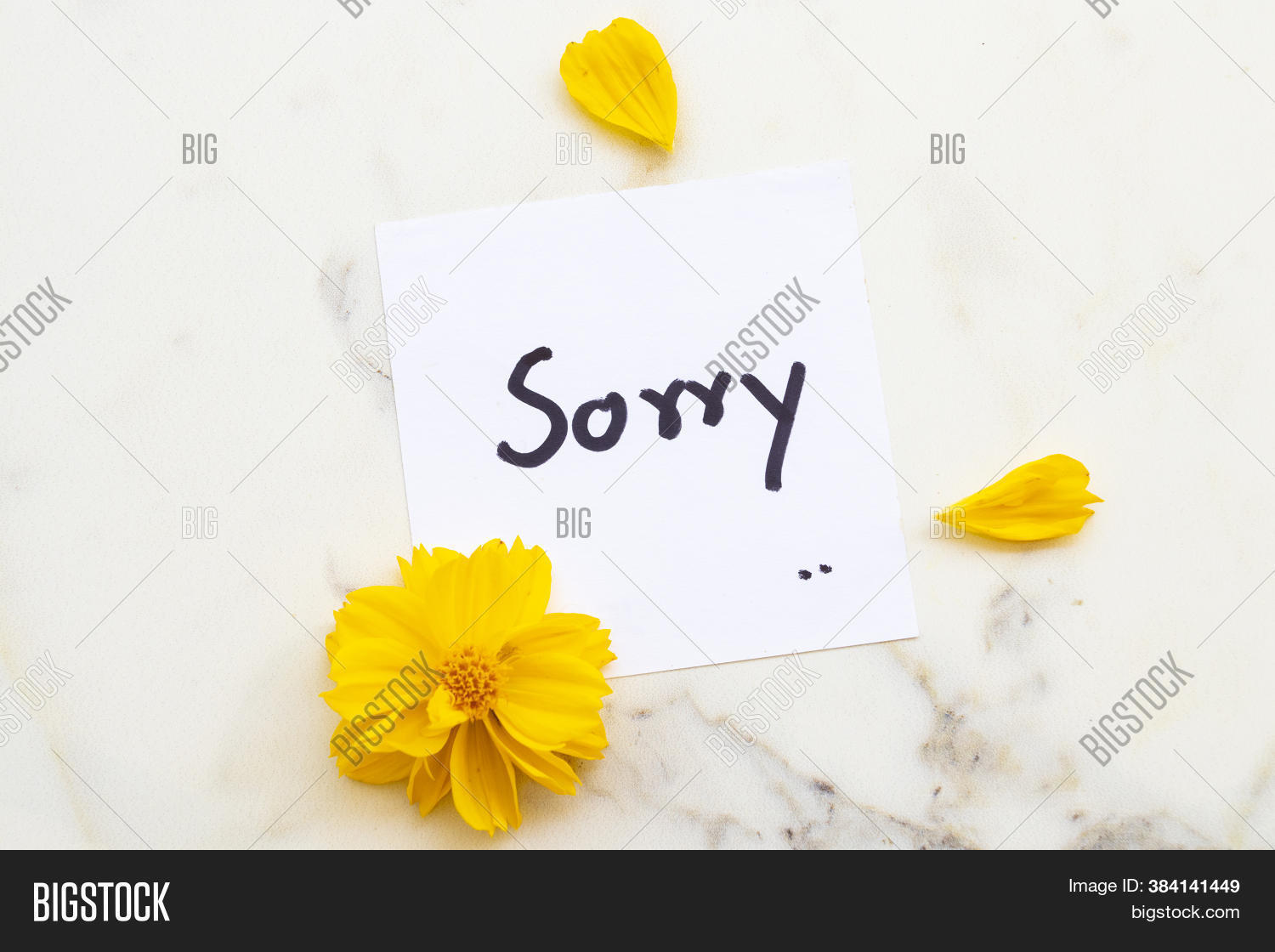 Sorry Message Card Image & Photo (Free Trial) | Bigstock
