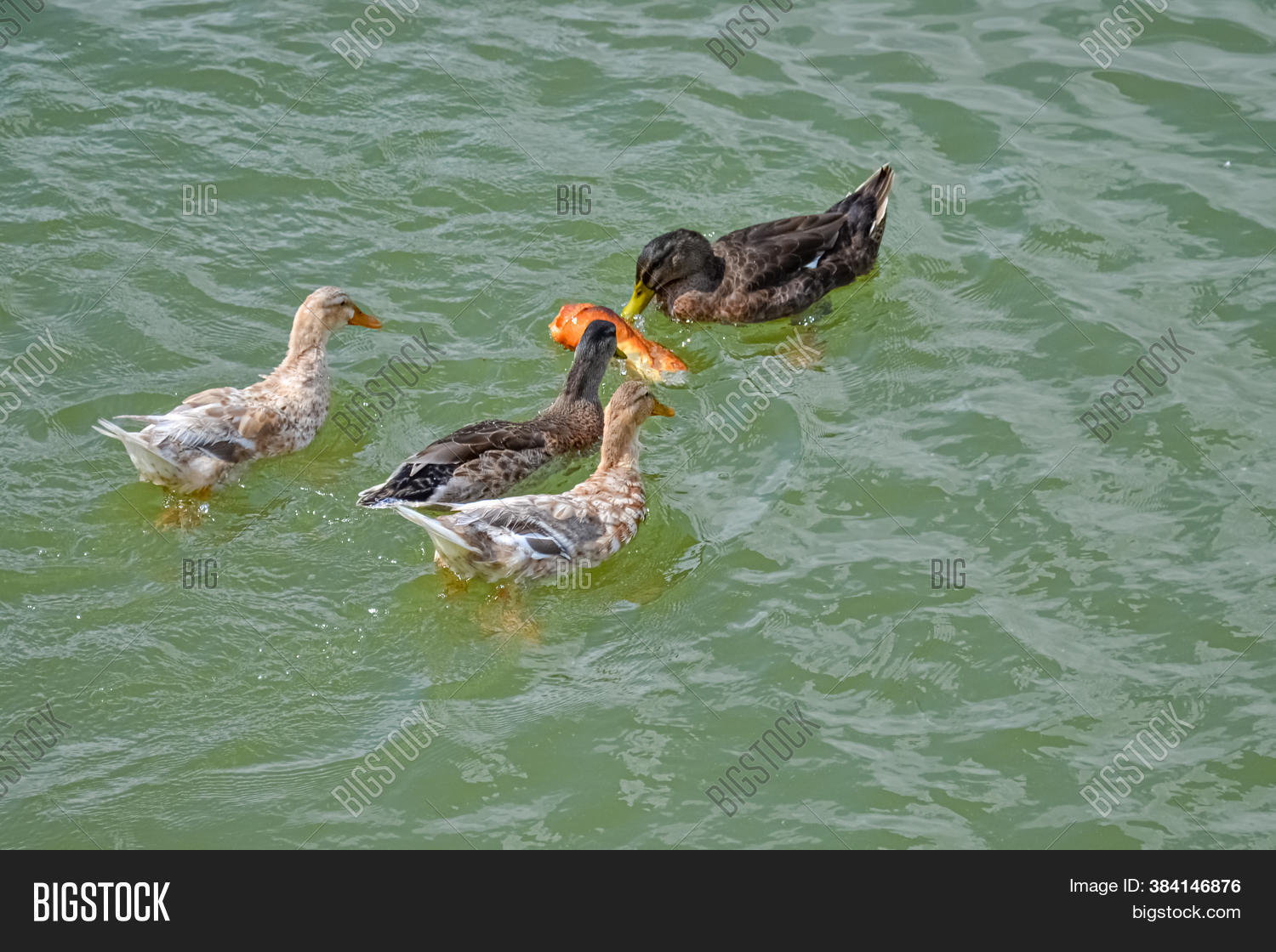 Ducks Floating Water, Image & Photo (Free Trial) | Bigstock