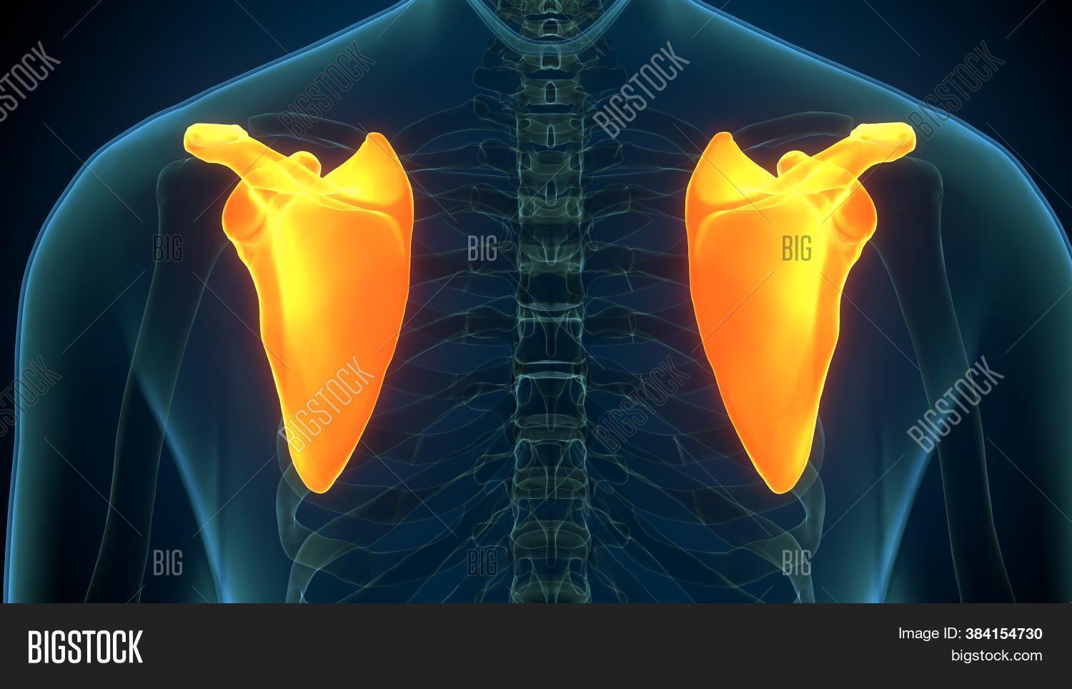 3d Render Skeleton Image & Photo (Free Trial) | Bigstock