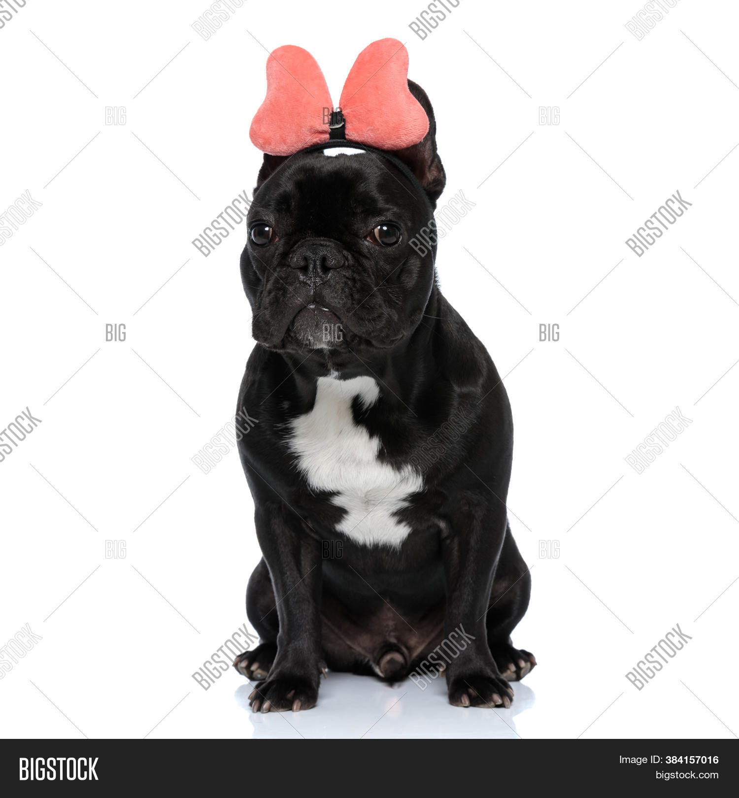 Dutiful French Bulldog Image & Photo (Free Trial) | Bigstock