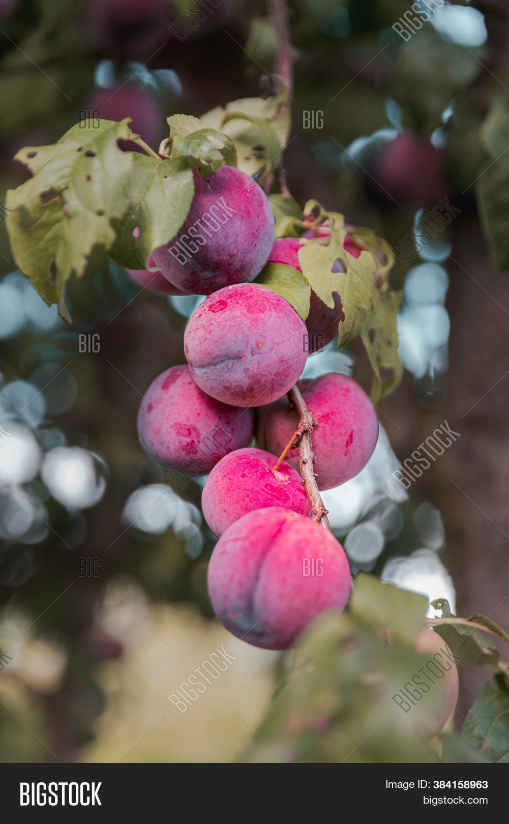Garden Plum Tree. Image & Photo (Free Trial) | Bigstock