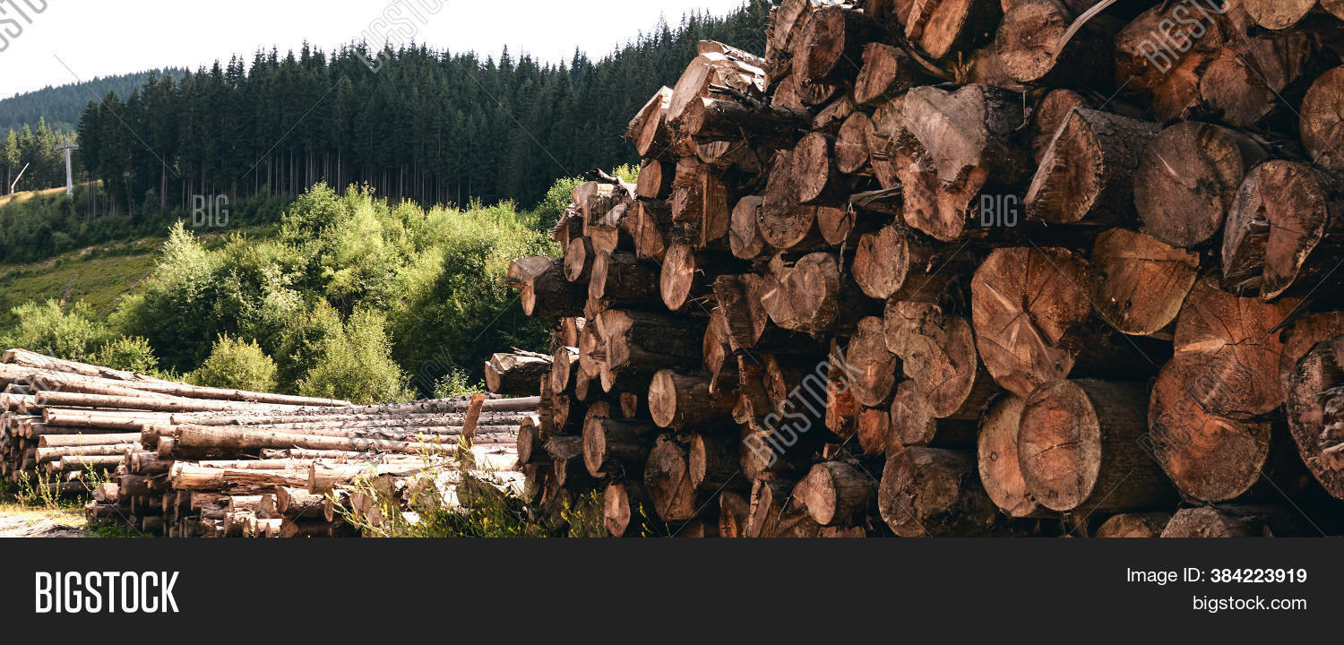 Logs Sawmill Yard. Image & Photo (Free Trial) | Bigstock
