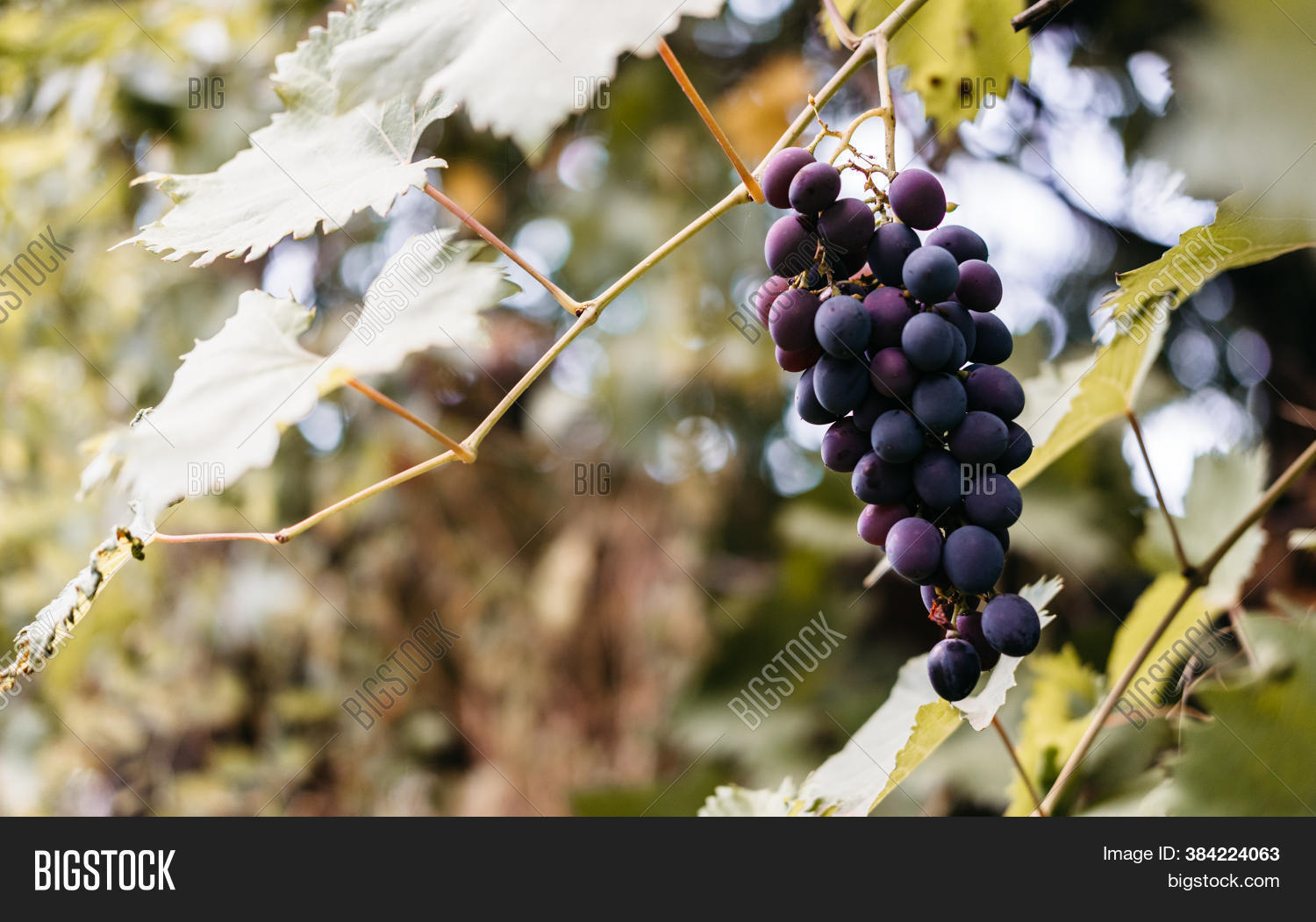 Vine On Side Plenty Image & Photo (Free Trial) | Bigstock