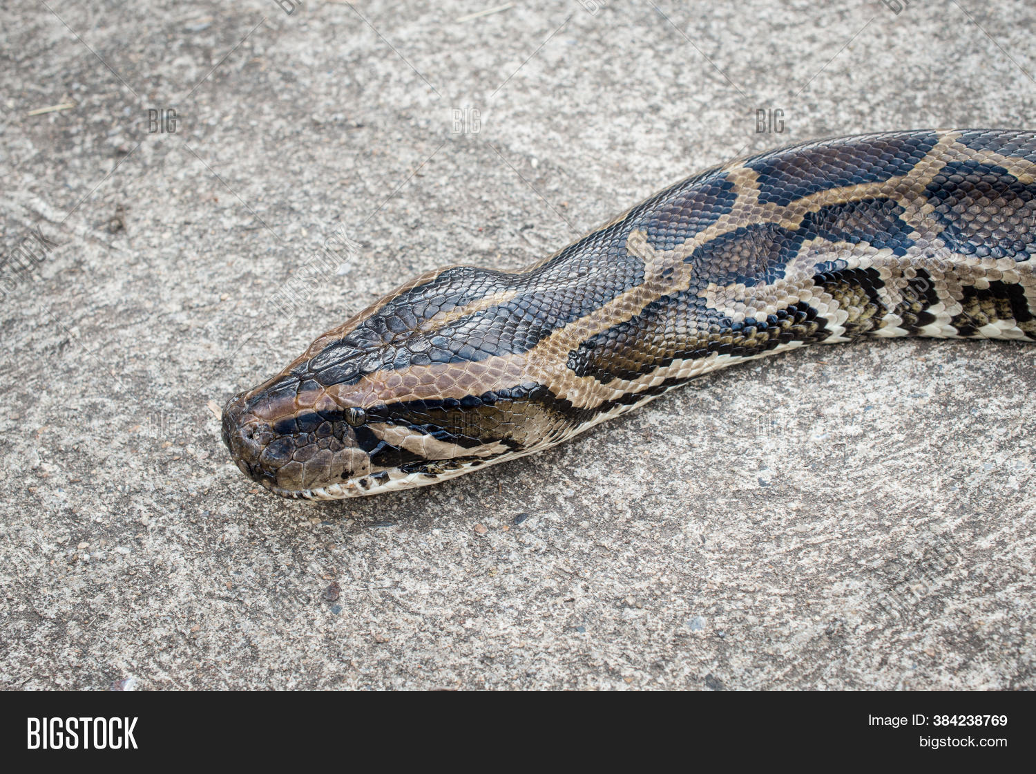 Close- Burmese Python Image & Photo (Free Trial) | Bigstock