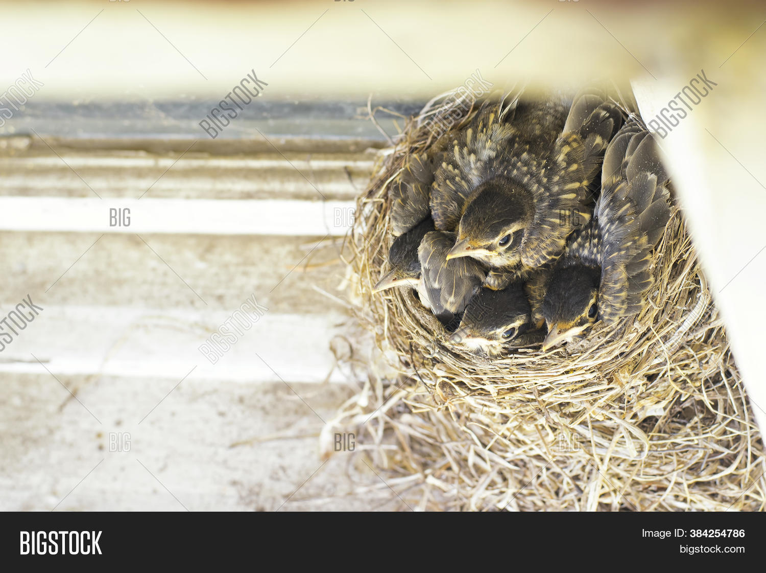 Four Robin Fledglings Image & Photo (Free Trial) | Bigstock