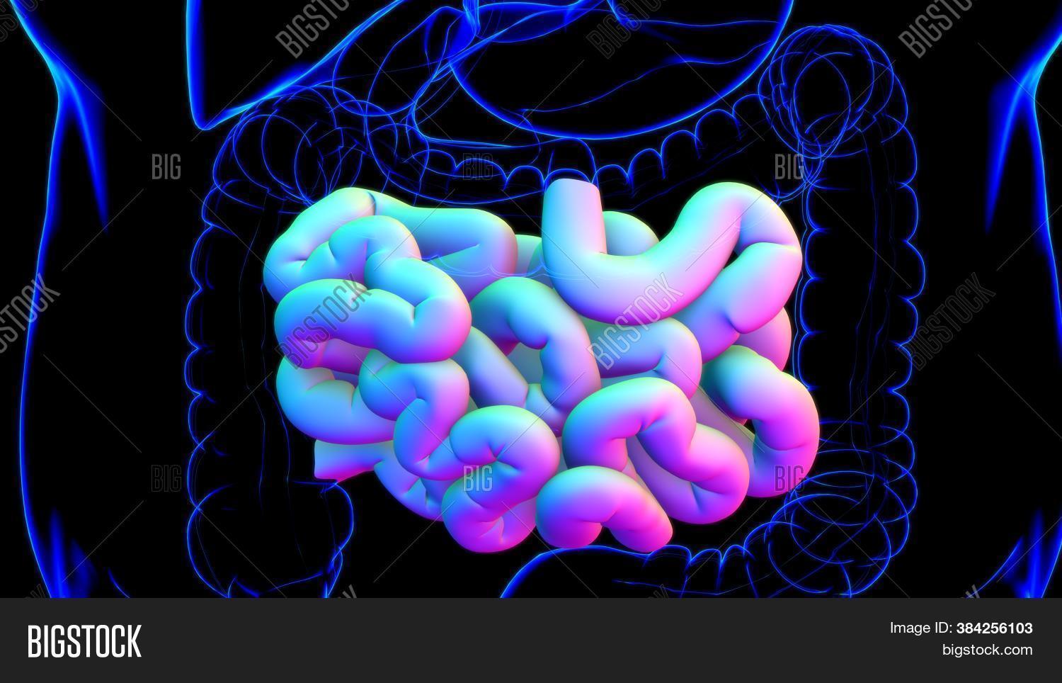 Small Intestine 3D Image & Photo (Free Trial) | Bigstock