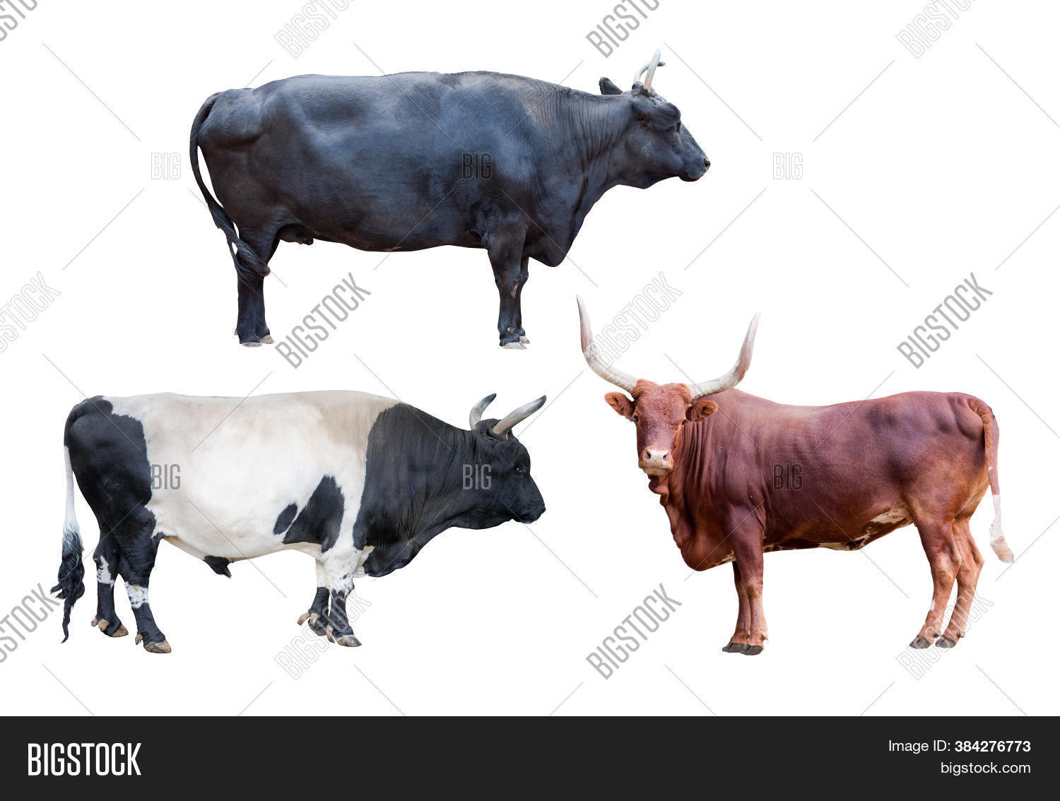 Three Bulls Isolated Image & Photo (Free Trial) | Bigstock