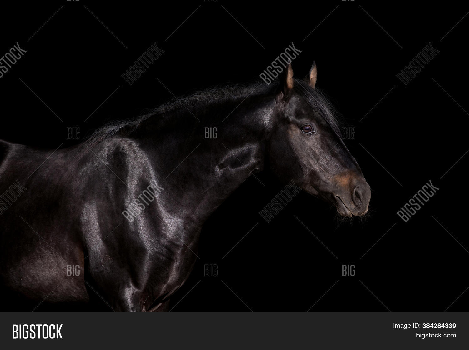 Black Horse Head Image & Photo (Free Trial) | Bigstock