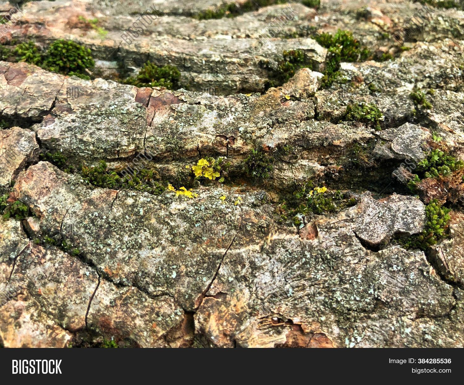 Wood Textured Image & Photo (Free Trial) | Bigstock