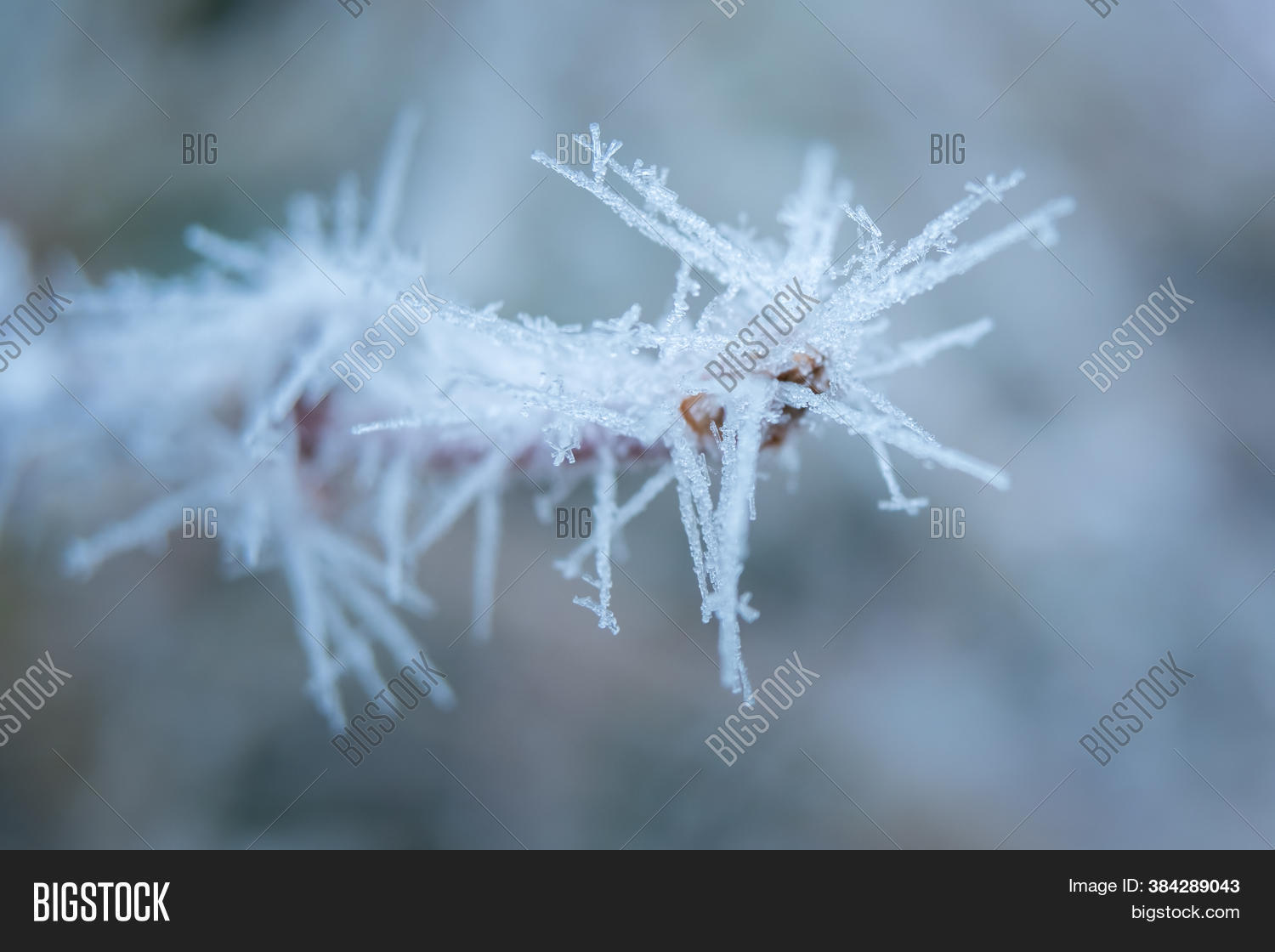 Frozen Nature Image & Photo (Free Trial) | Bigstock