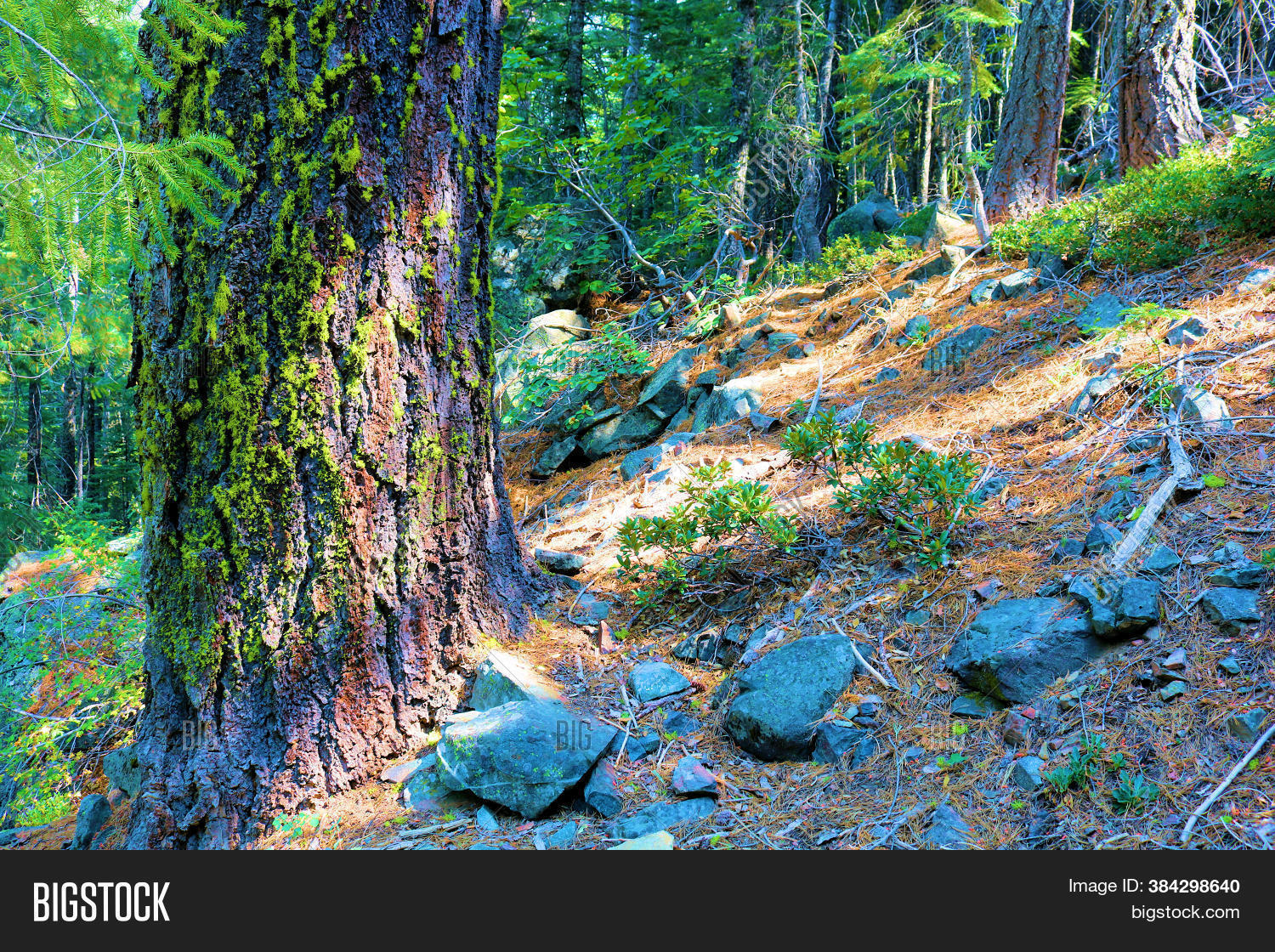 Lush Alpine Coniferous Image & Photo (Free Trial) | Bigstock