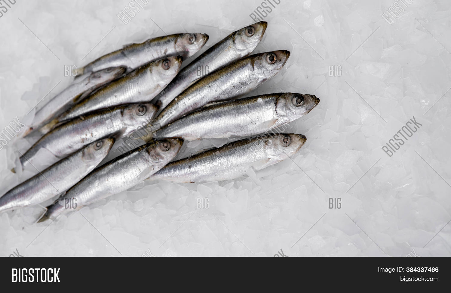 Close- Fresh Sea Sprat Image & Photo (Free Trial) | Bigstock