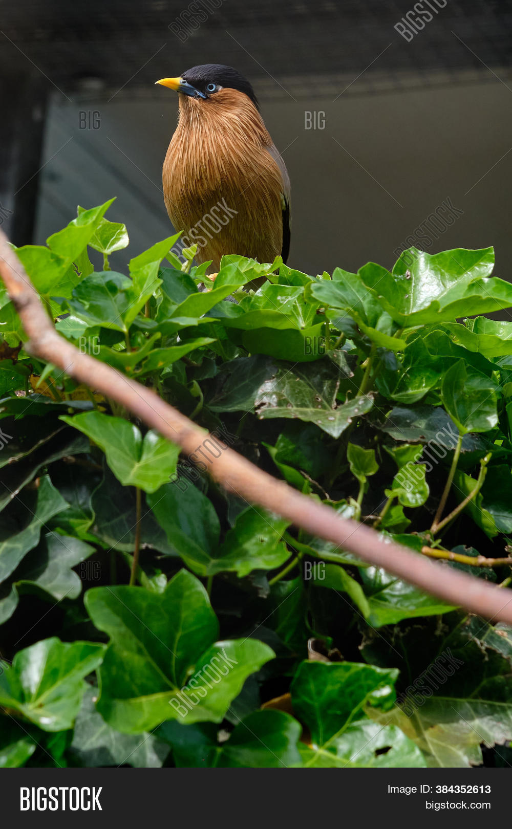 Brahminy Myna Brahminy Image & Photo (Free Trial) | Bigstock