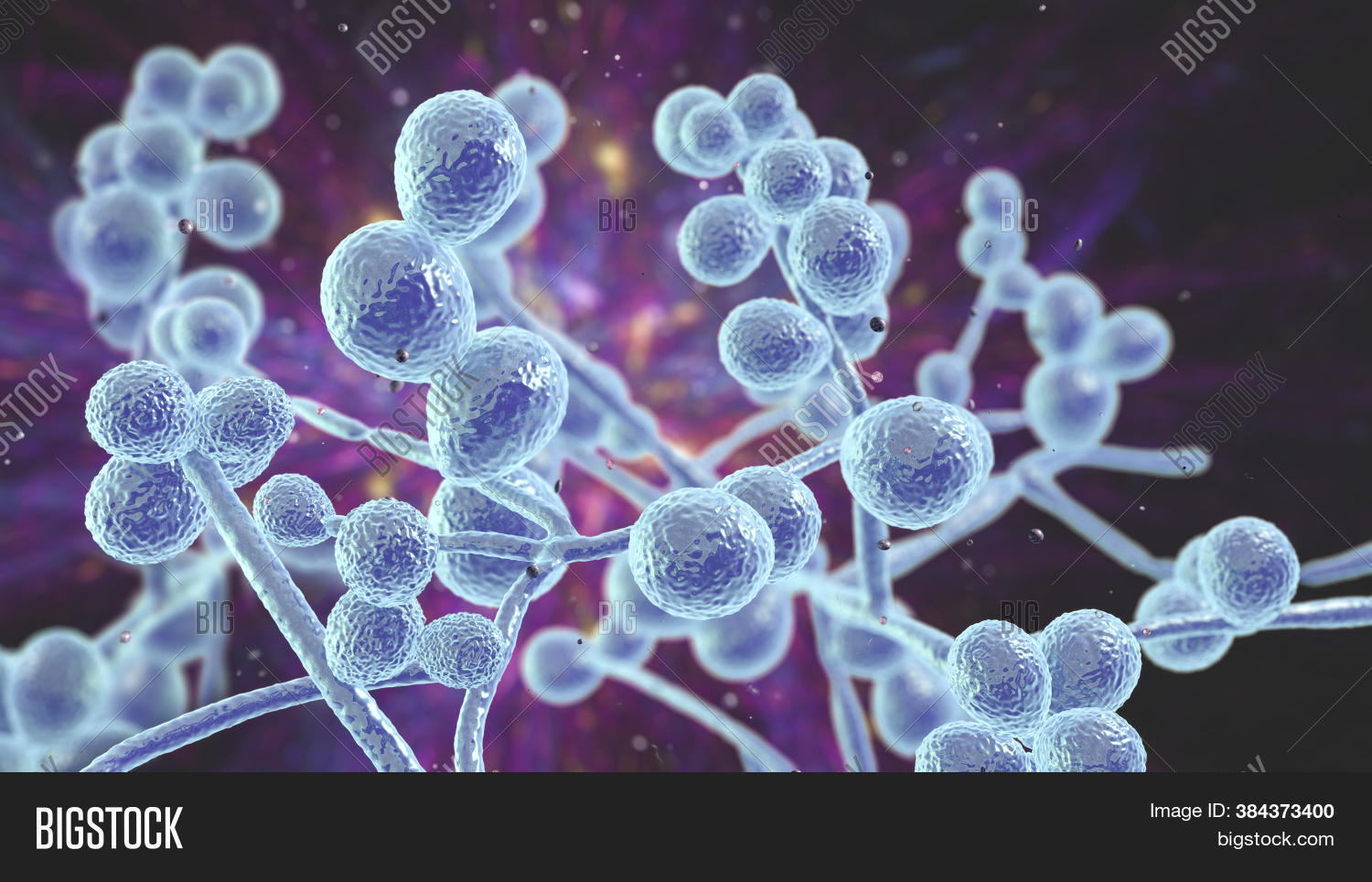 Candida Fungi, Candida Image & Photo (Free Trial) | Bigstock
