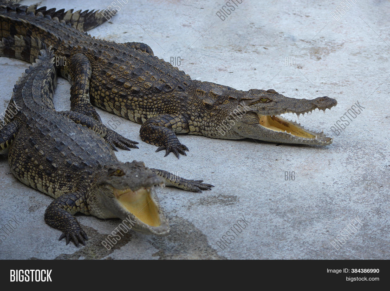 Freshwater Crocodile Image & Photo (Free Trial) | Bigstock