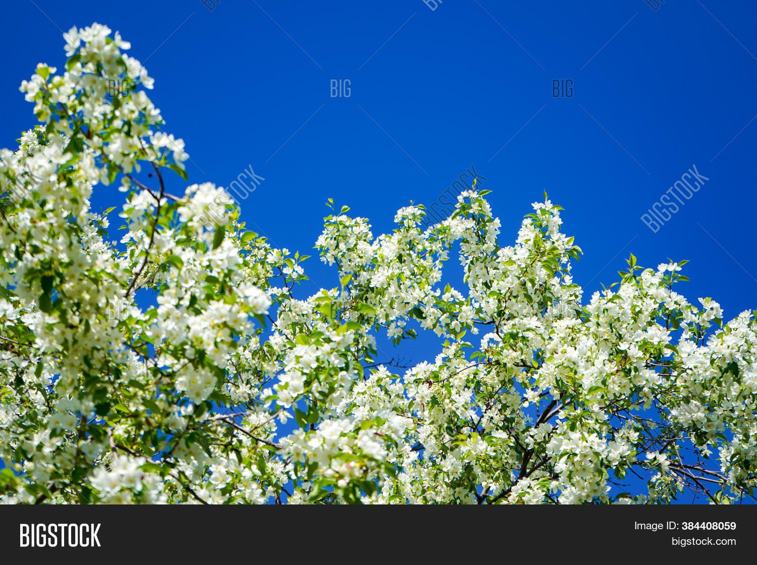Blooming White Apple Image & Photo (Free Trial) | Bigstock