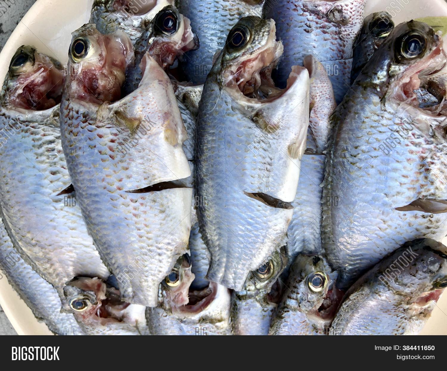 Freshwater Jalebi Fish Image & Photo (Free Trial) | Bigstock