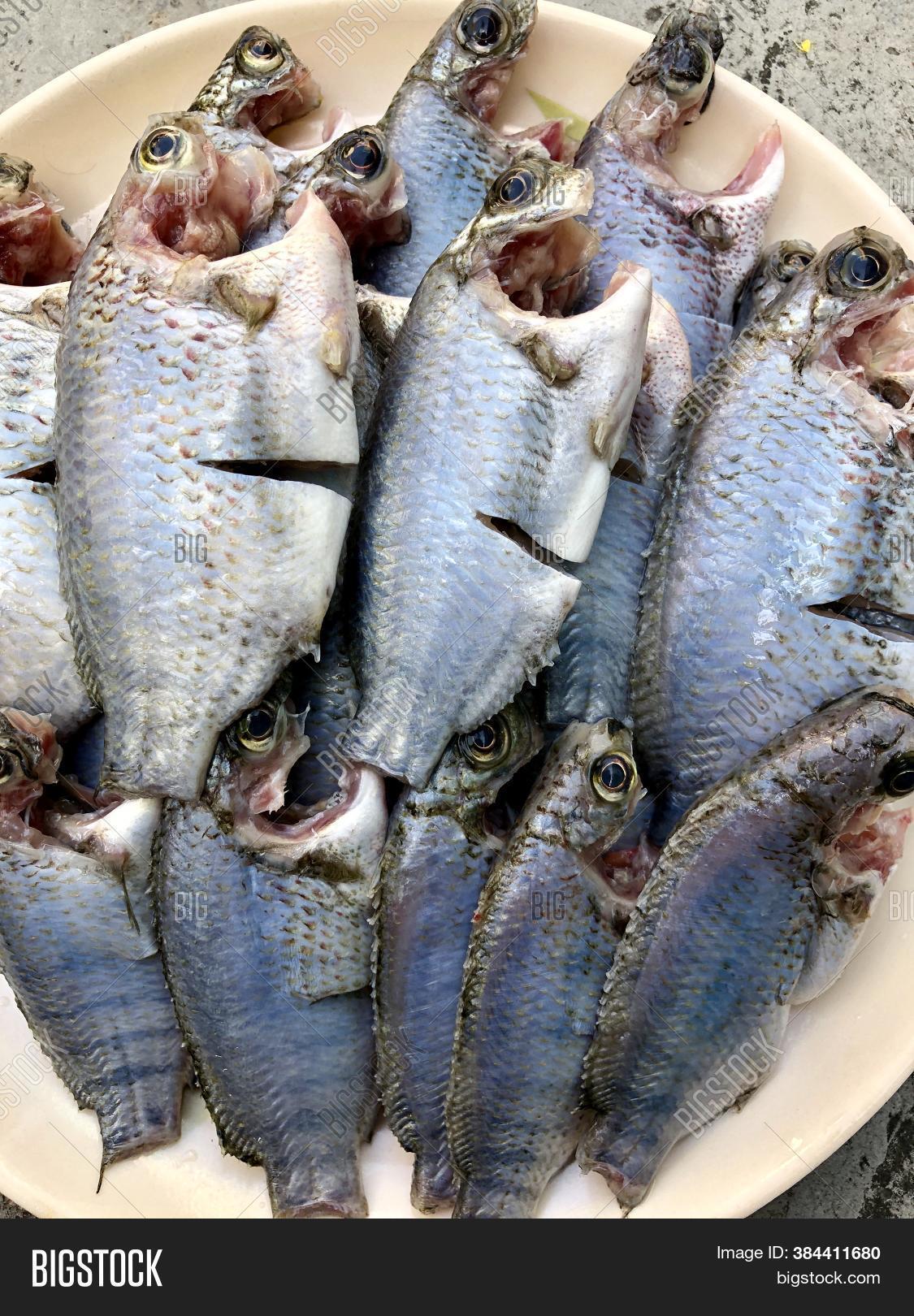 Freshwater Jalebi Fish Image & Photo (Free Trial) | Bigstock