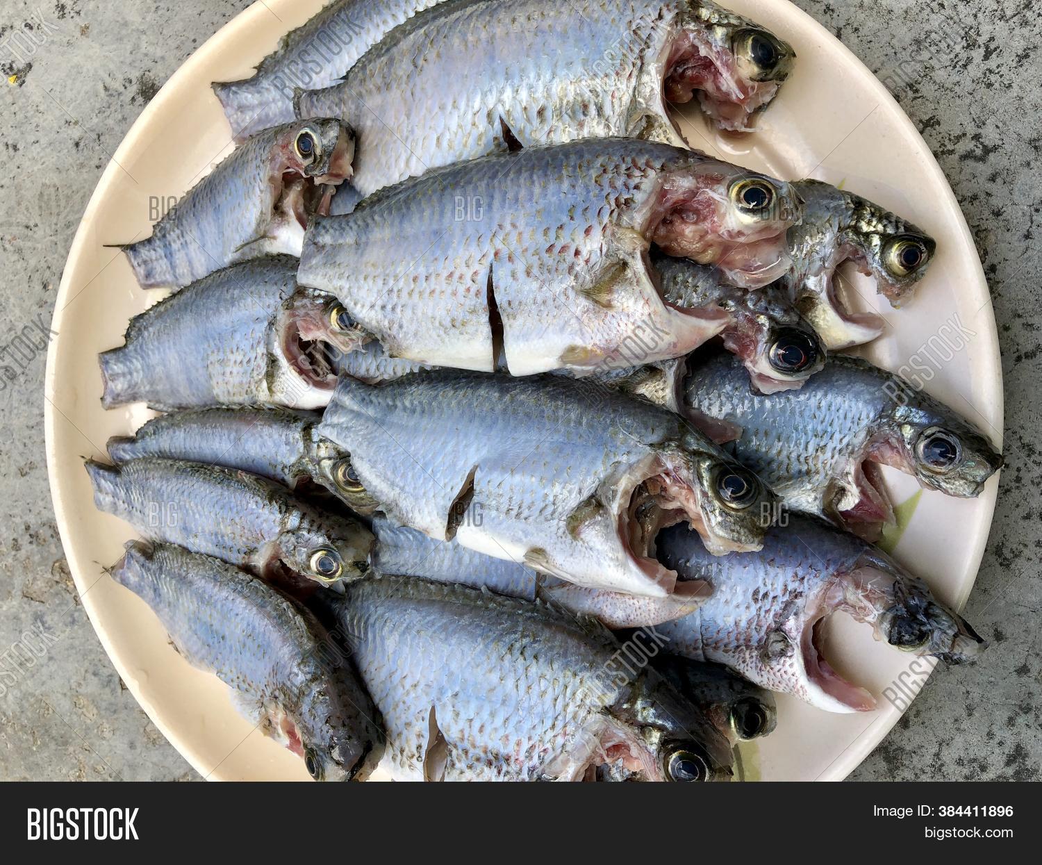 Freshwater Jalebi Fish Image & Photo (Free Trial) | Bigstock